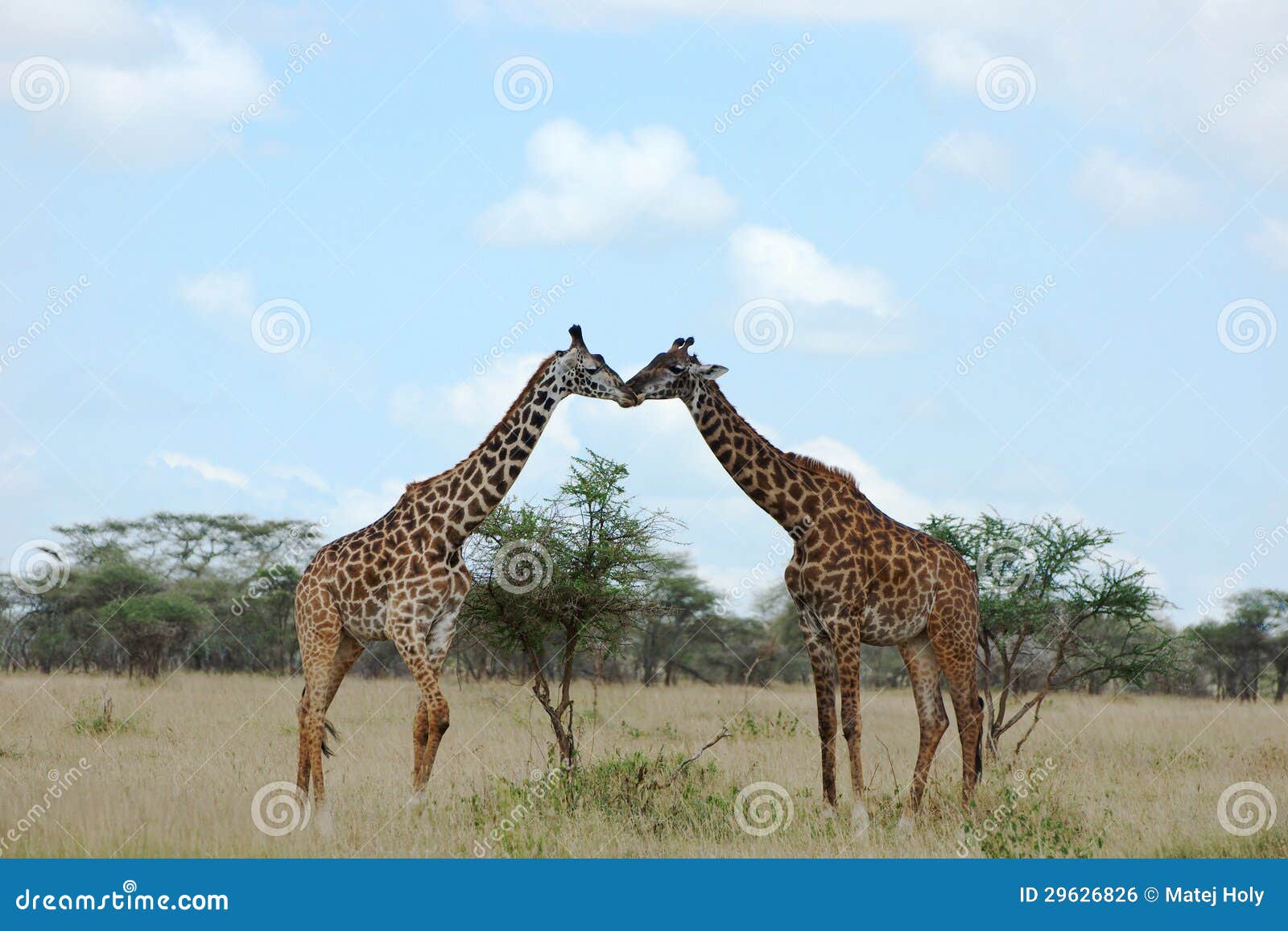 Two giraffes kissing stock photo. Image of africa, giraffes - 29626826
