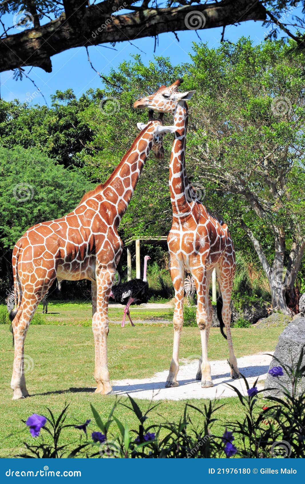 Two Giraffes & an Ostrich Stock Photo - Image of savanna, habitat: 21976180