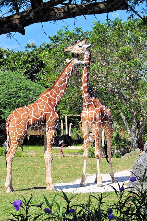 Two Giraffes & an Ostrich Stock Photo - Image of savanna, habitat: 21976180