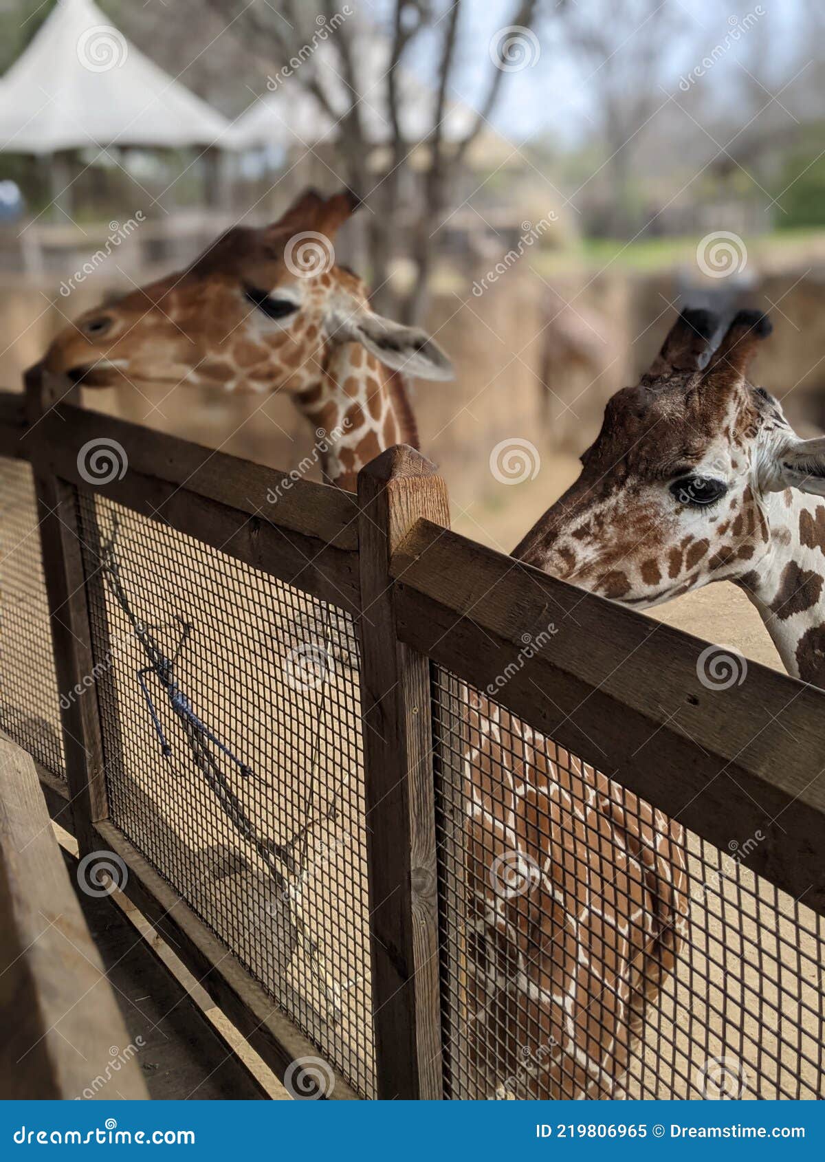 Two Giraffes Peering Over Fence Stock Image - Image of trunk, sculpture ...
