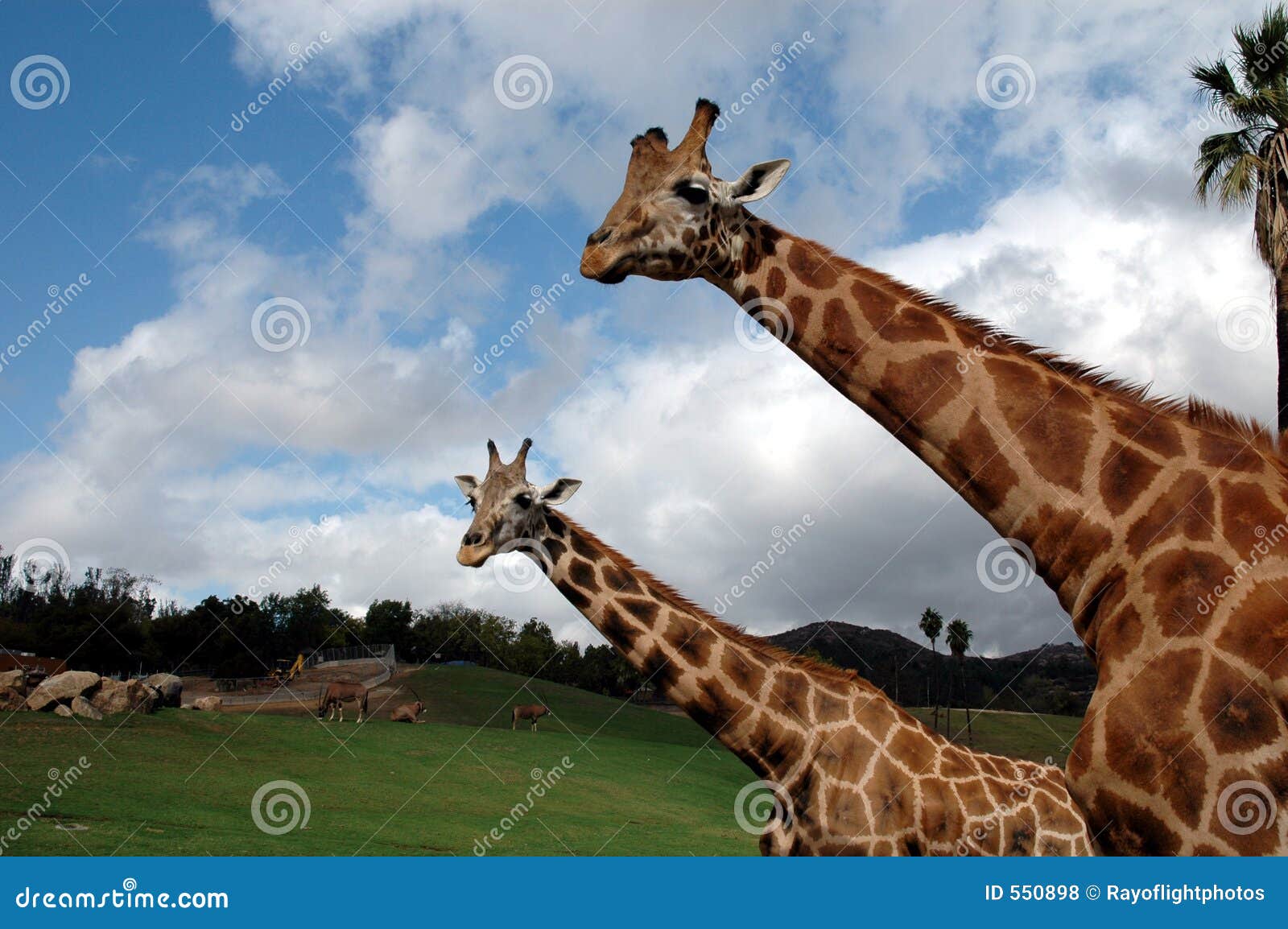 Two giraffes portrait stock photo. Image of necks, pairs - 550898
