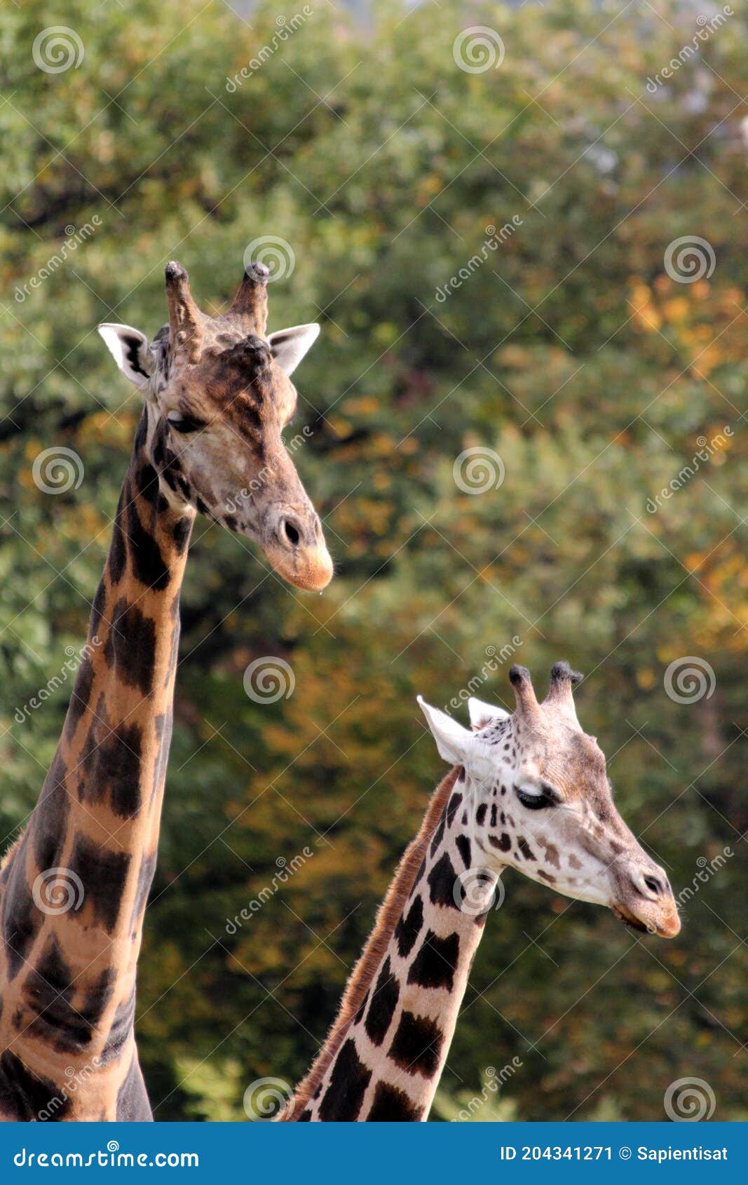 Two Giraffes in Safari Park Stock Image - Image of small, park: 204341271