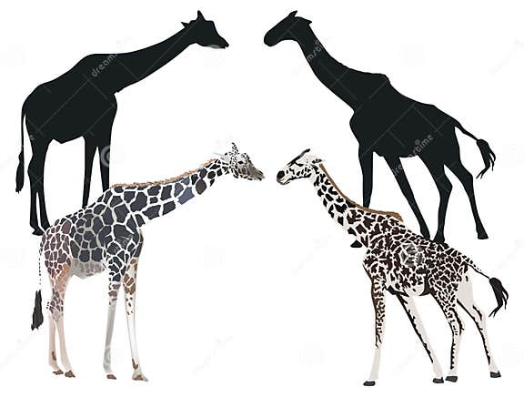 Two Giraffes with Shadows Isolated on White Stock Vector - Illustration ...