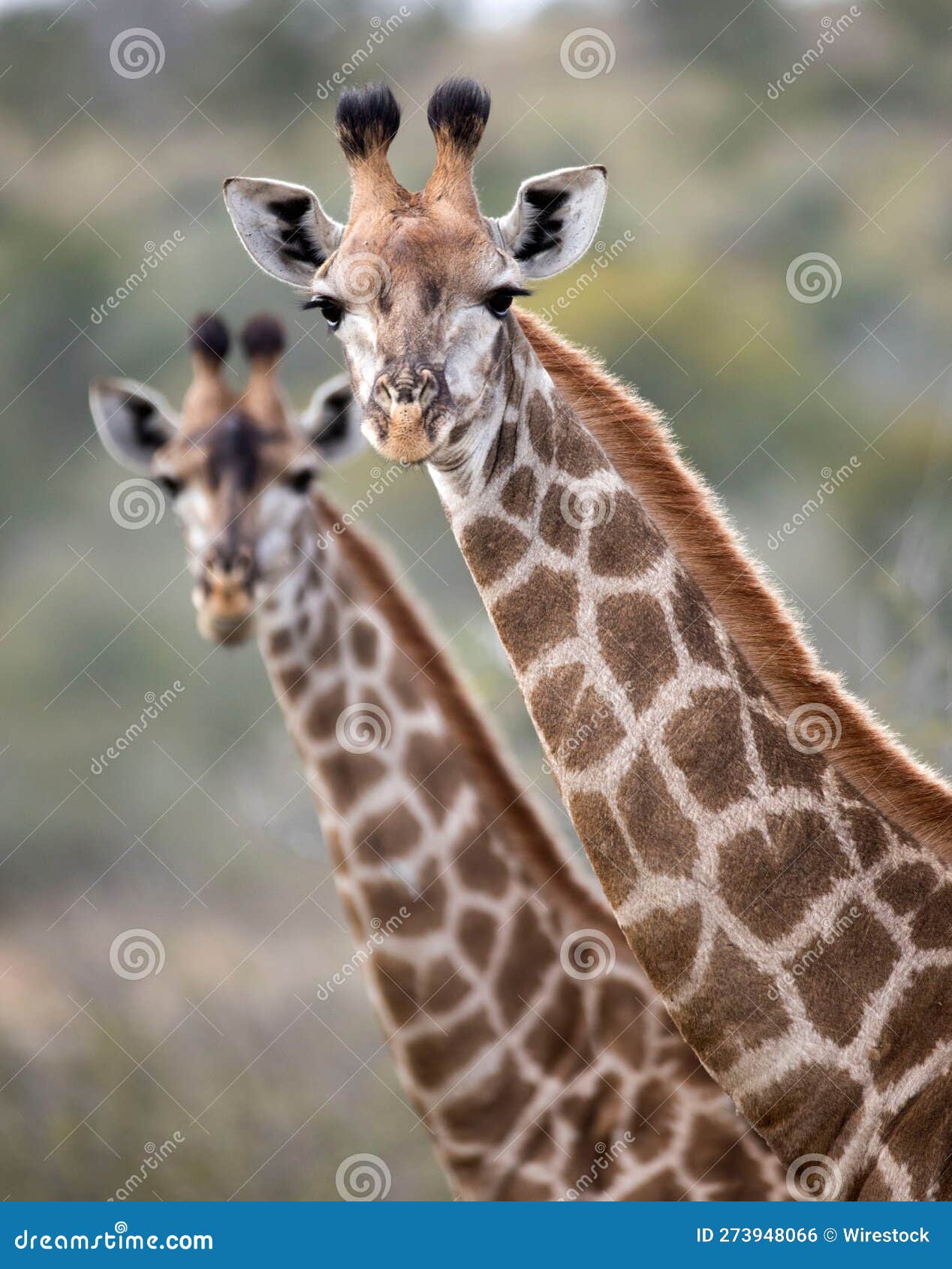 Two Giraffes Side-by-side Looking at the Camera. Stock Photo - Image of ...