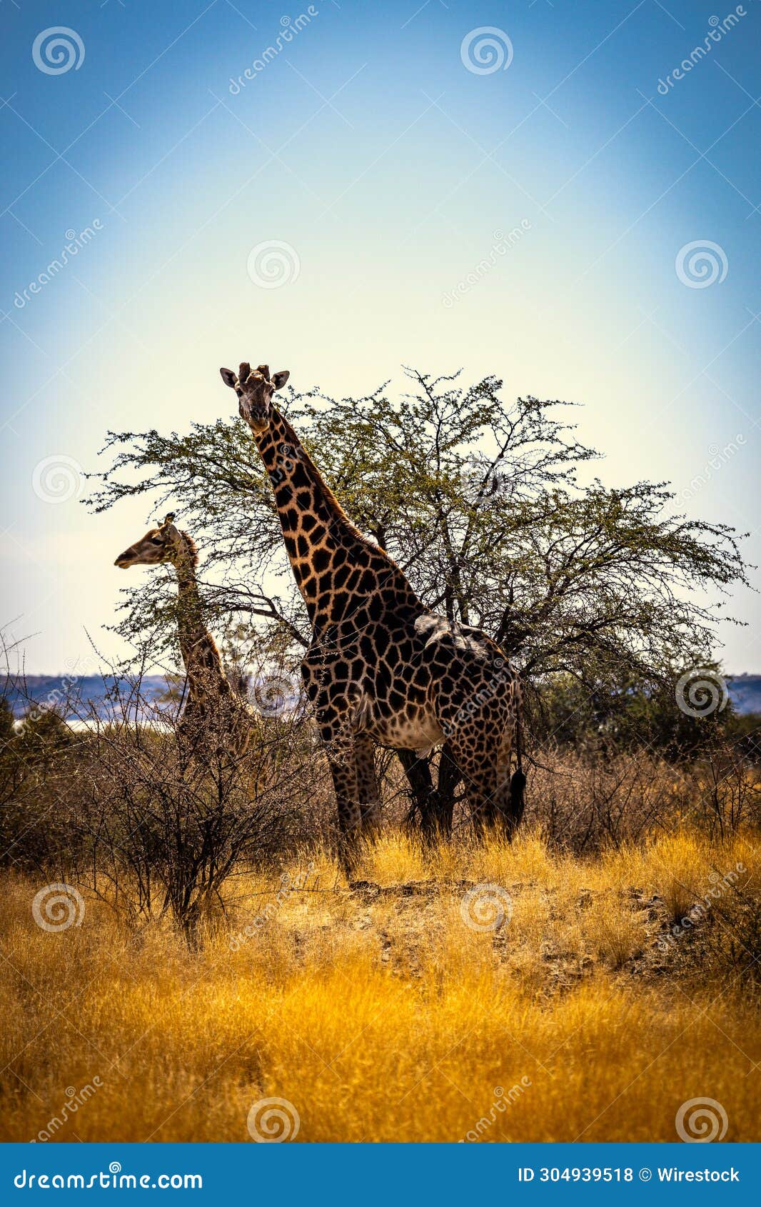 Two Giraffes Stand in the Middle of a Field: Namibia Stock Photo ...