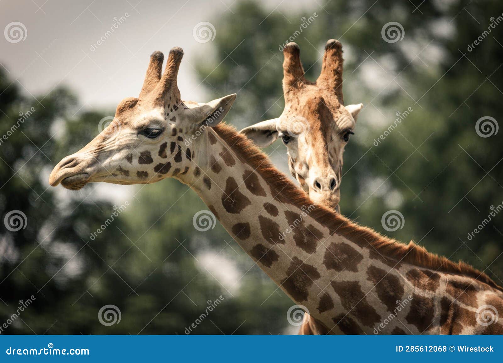 Two Giraffes Standing in Close Proximity To Each Other in Front of a ...