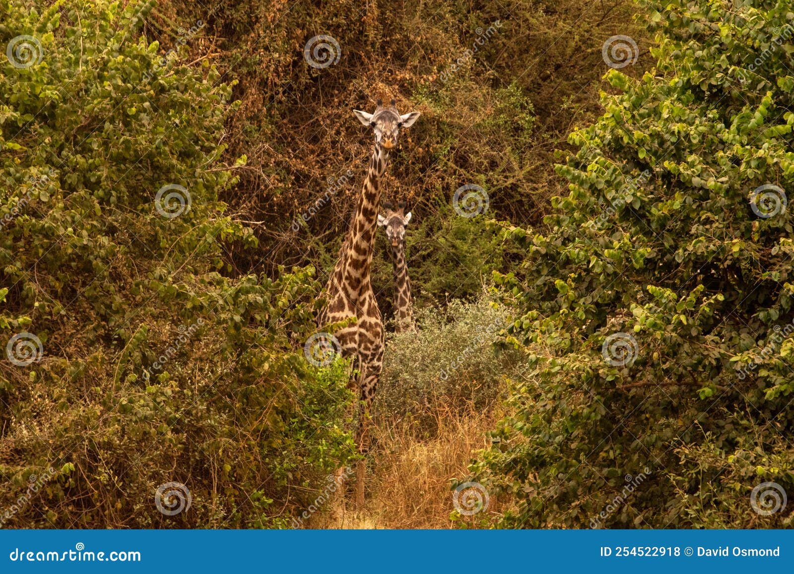 Two Giraffes Standing and Looking Forward Stock Photo - Image of ...
