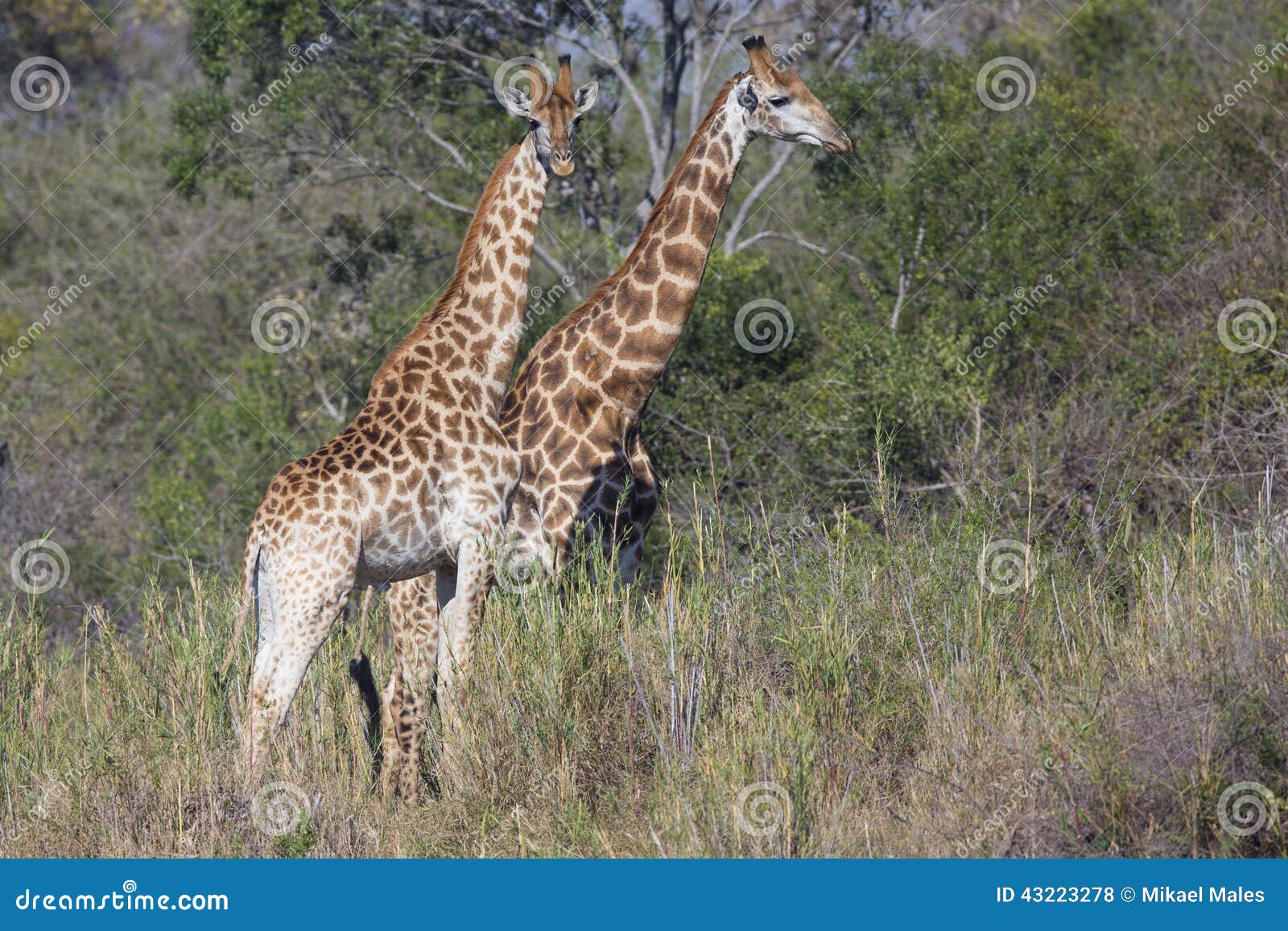 Two Giraffes Standing in Tall Brush Stock Photo - Image of long, social ...