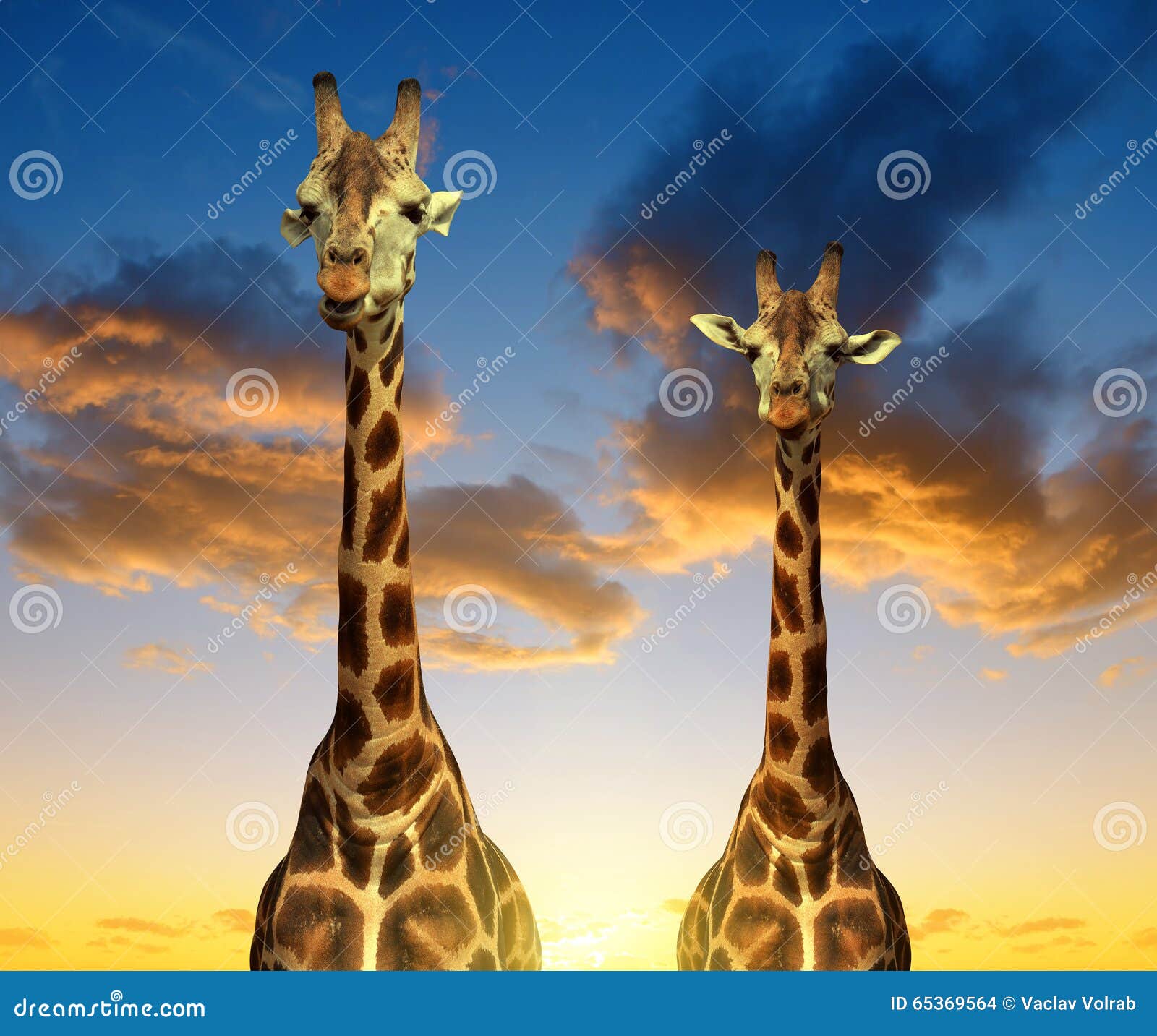 Two Giraffes stock photo. Image of girafe, giraffe, outdoor - 65369564
