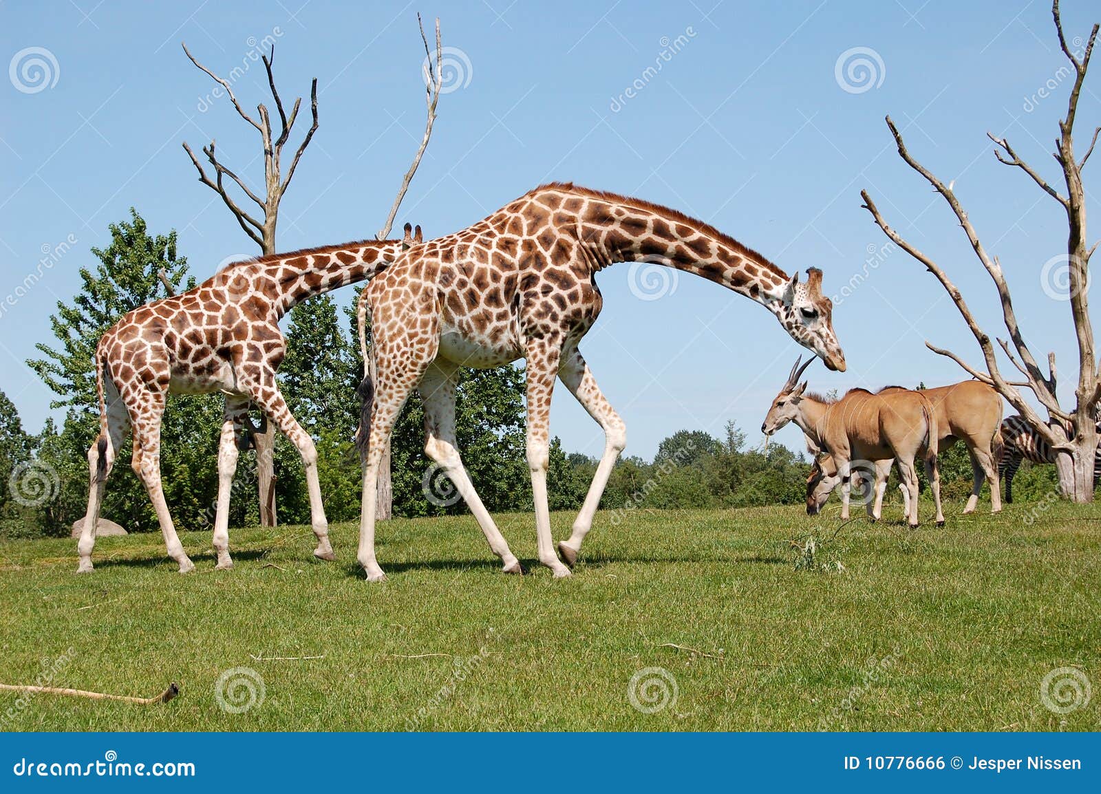 Two girafs stock photo. Image of wildlife, giraf, mammals - 10776666
