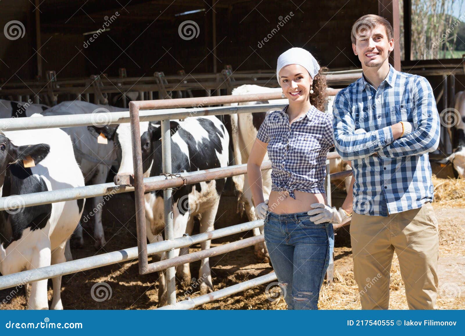 Two Persons Clapping Cows in Hangar and Smiling Stock Image - Image of ...