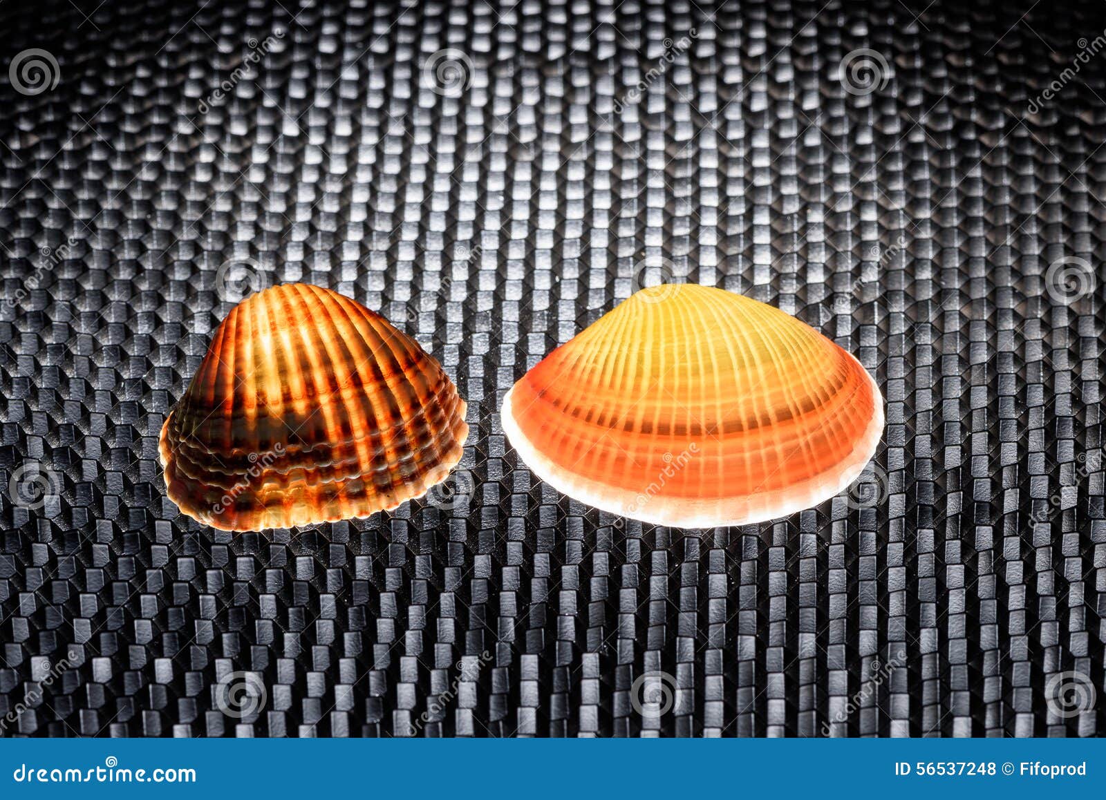 Two Glowing Shells on a Black Structured Background with Honeycomb ...