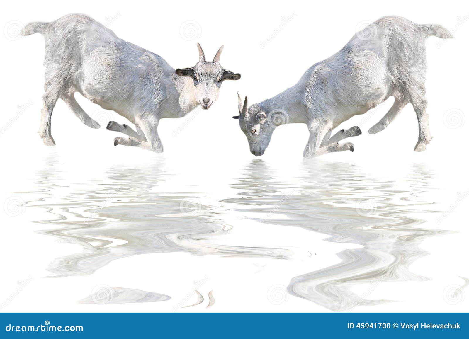 Two goat stock photo. Image of farm, shoot, mammal, cattle - 45941700