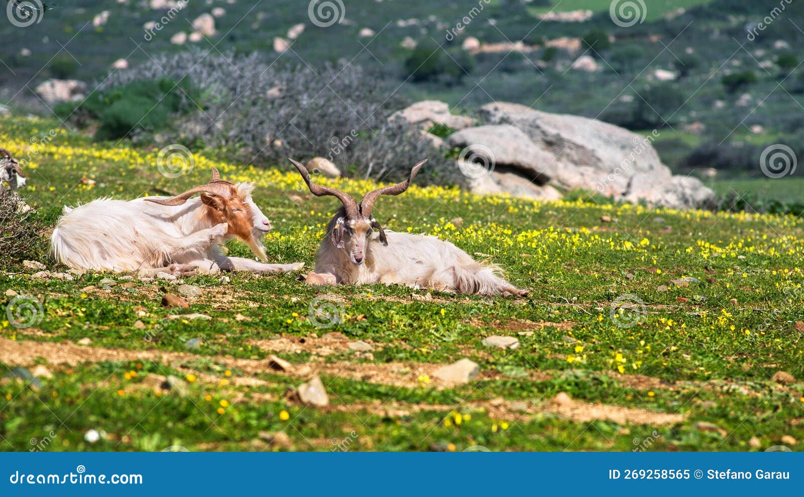 Two Goat Enjoying the Sun in the Sardinian Countryside. Stock Image ...