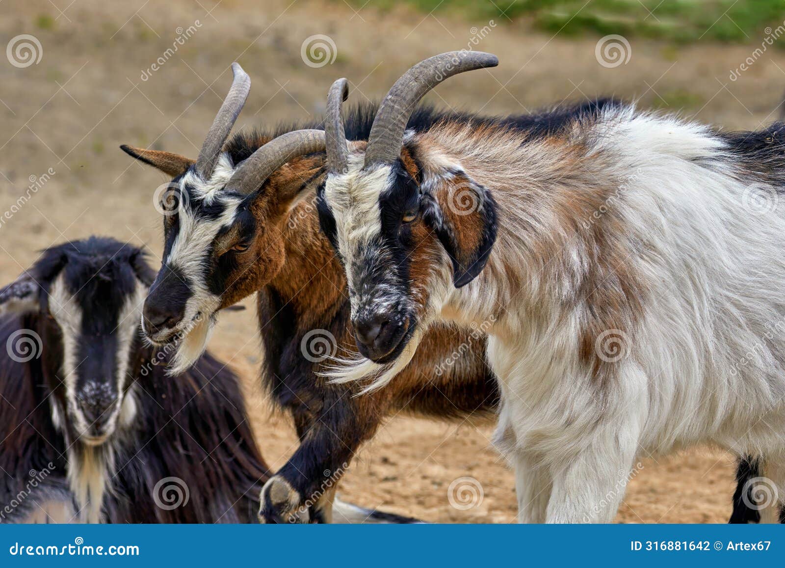 Two Goat Faces with Horns and Beard Stock Photo - Image of outdoor ...