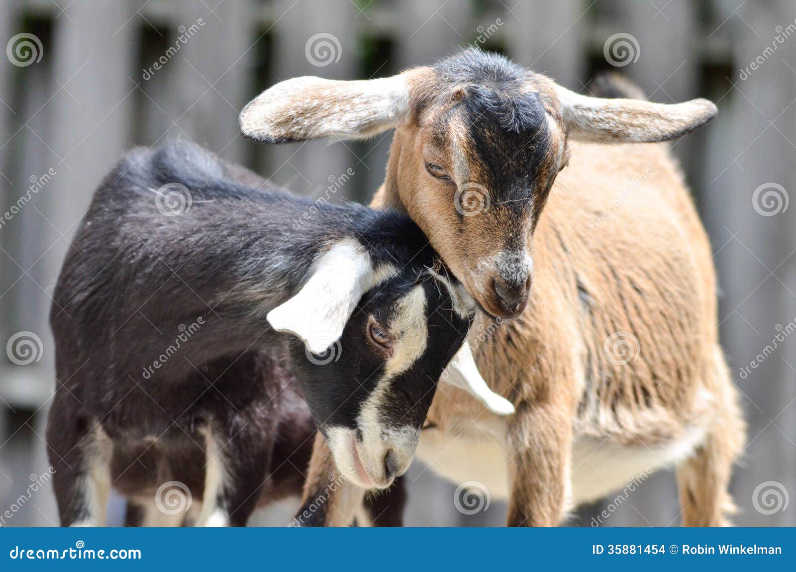 Two goat2 stock photo. Image of peer, eyes, embrace, nudge - 35881454