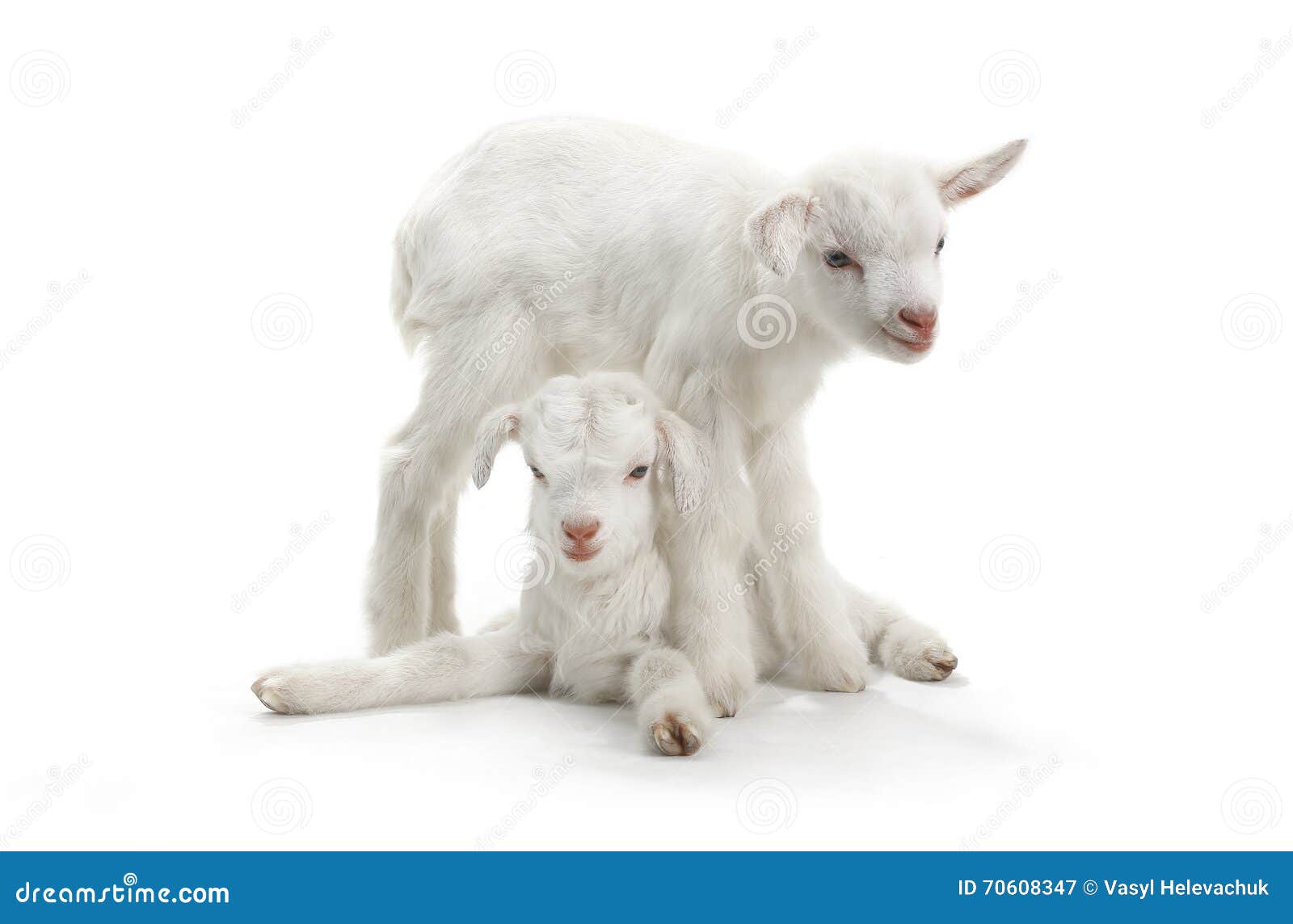 Two goat stock image. Image of year, livestock, animal - 70608347
