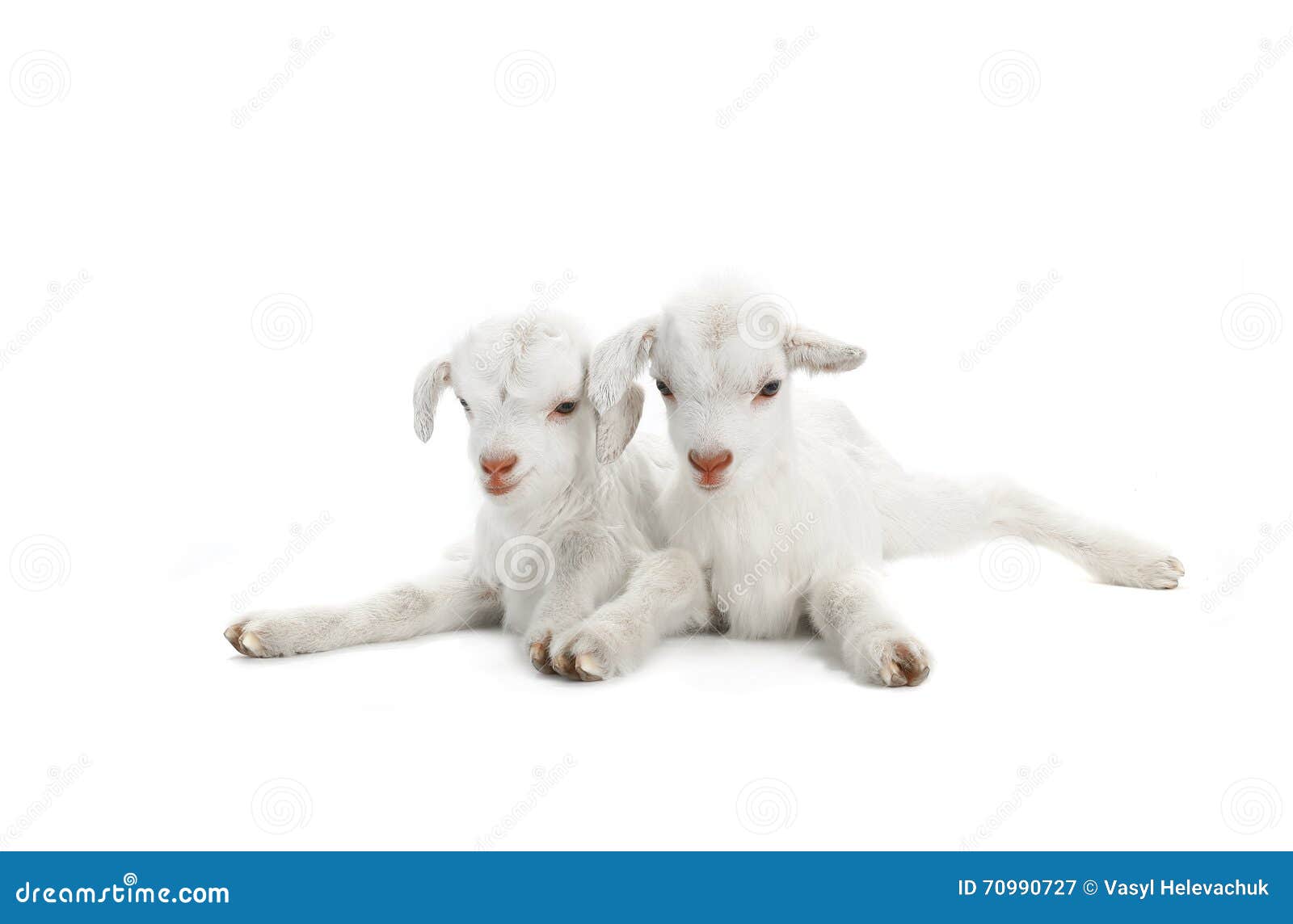 Two goat stock image. Image of farm, fluffy, goat, looking - 70990727