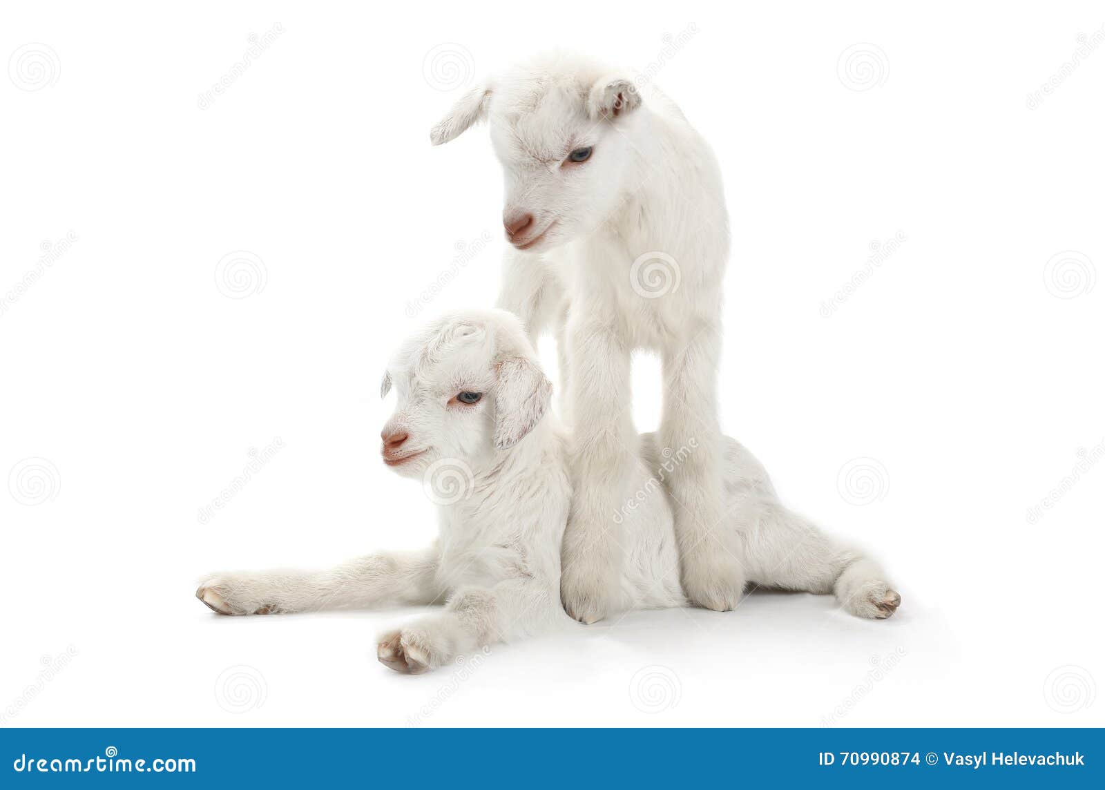 Two goat stock photo. Image of goat, fluffy, lamb, small - 70990874