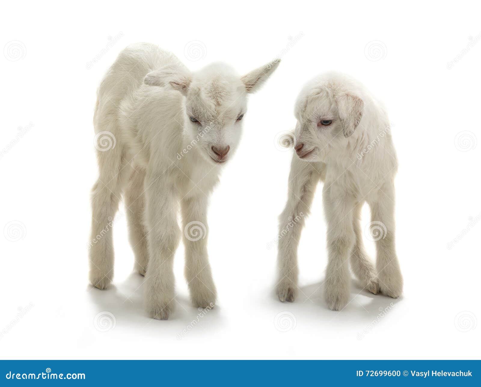 Two goat stock photo. Image of agriculture, cattle, young - 72699600