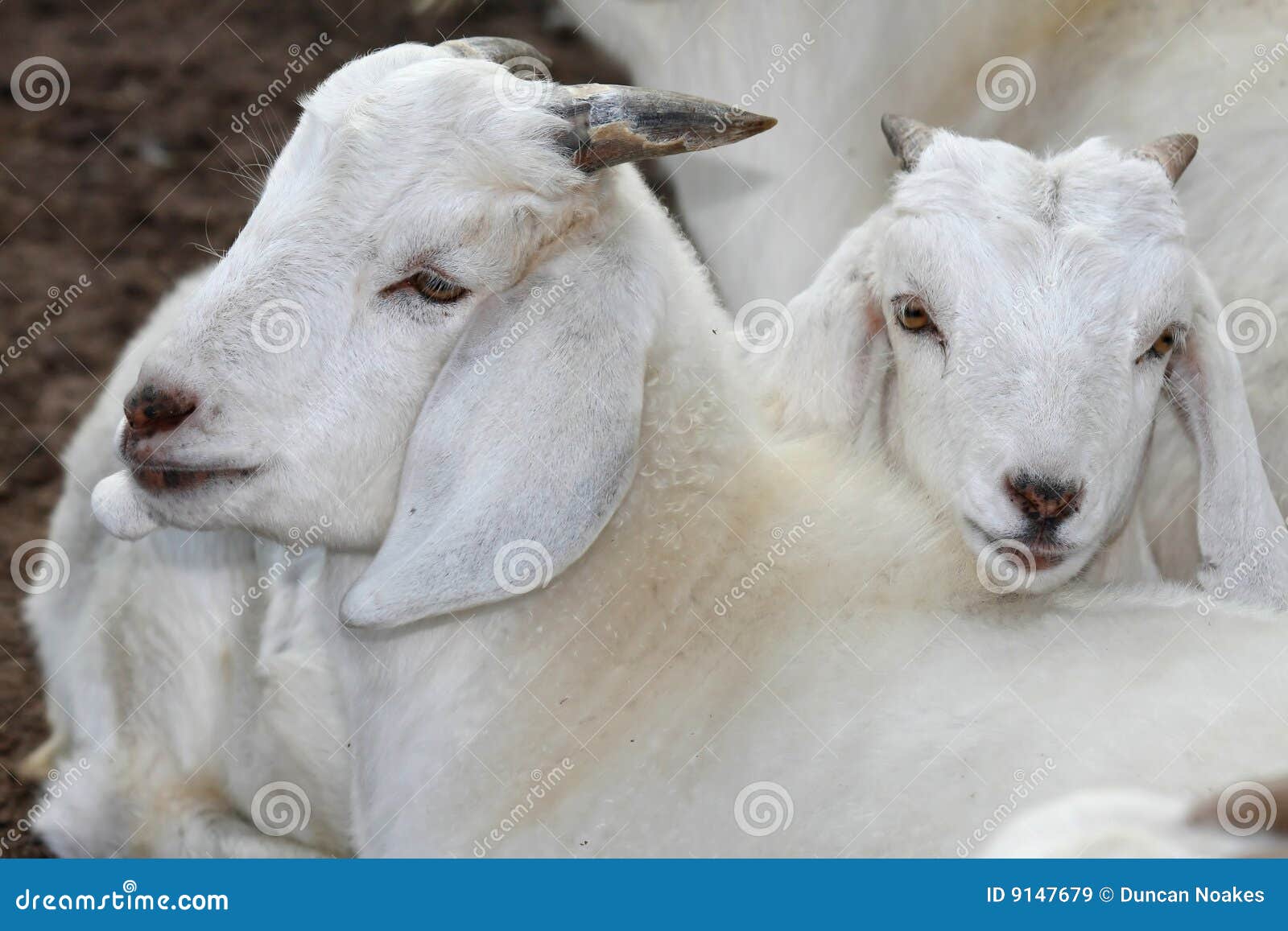 Two Goat Kids stock image. Image of concept, food, animal - 9147679