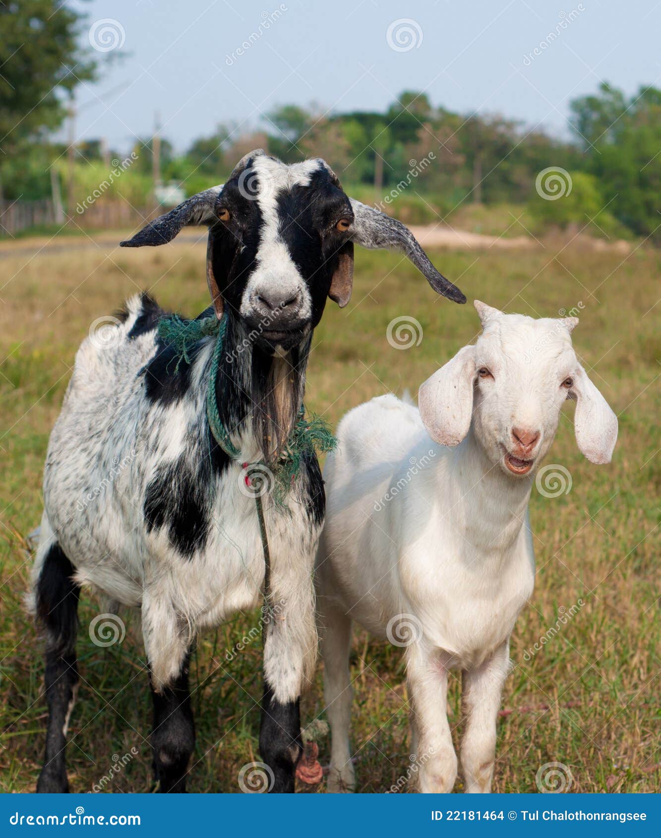 Two goat portrait stock photo. Image of domestic, beautiful - 22181464