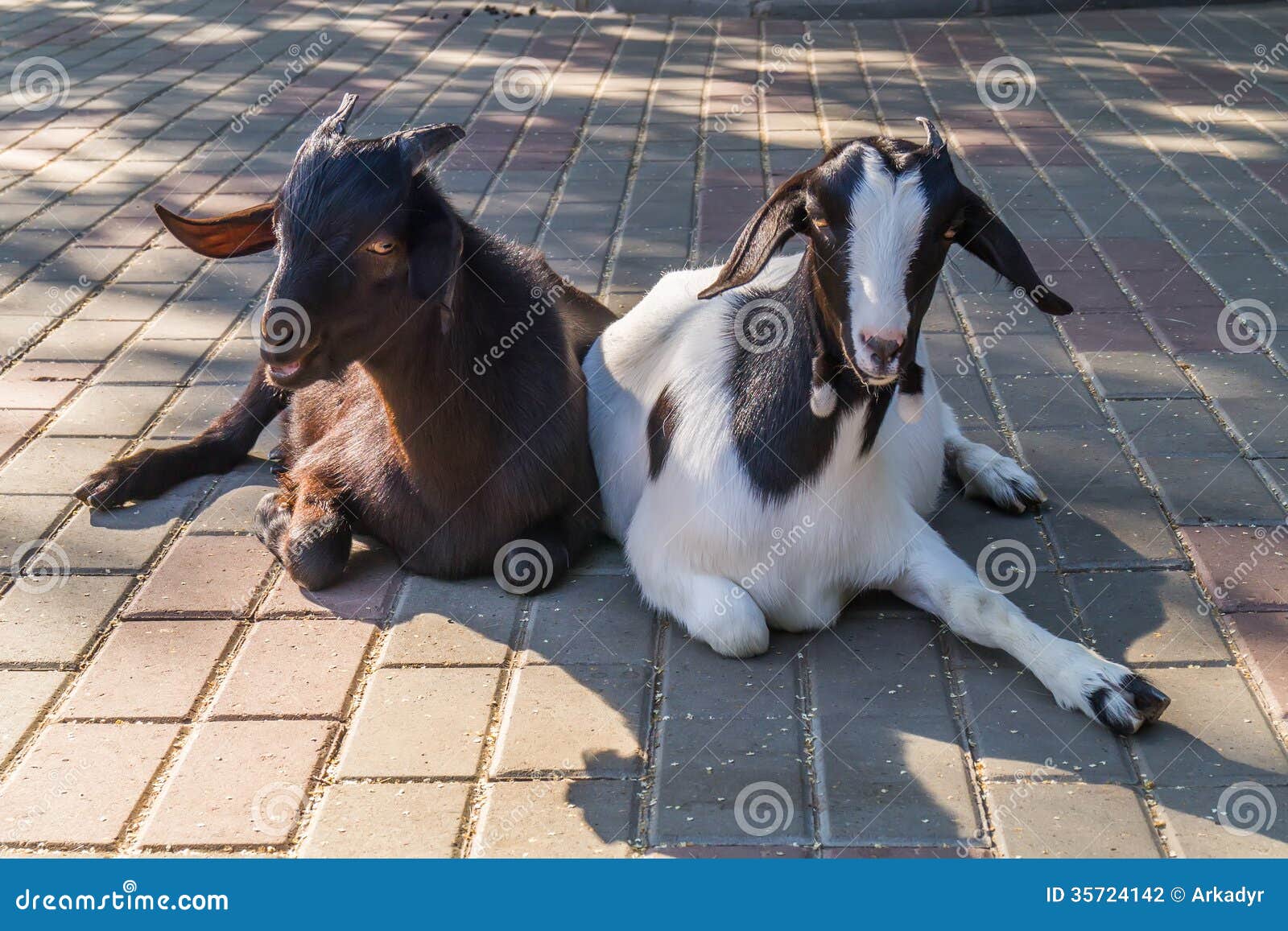 Two goat stock photo. Image of stones, rural, humor, friends - 35724142
