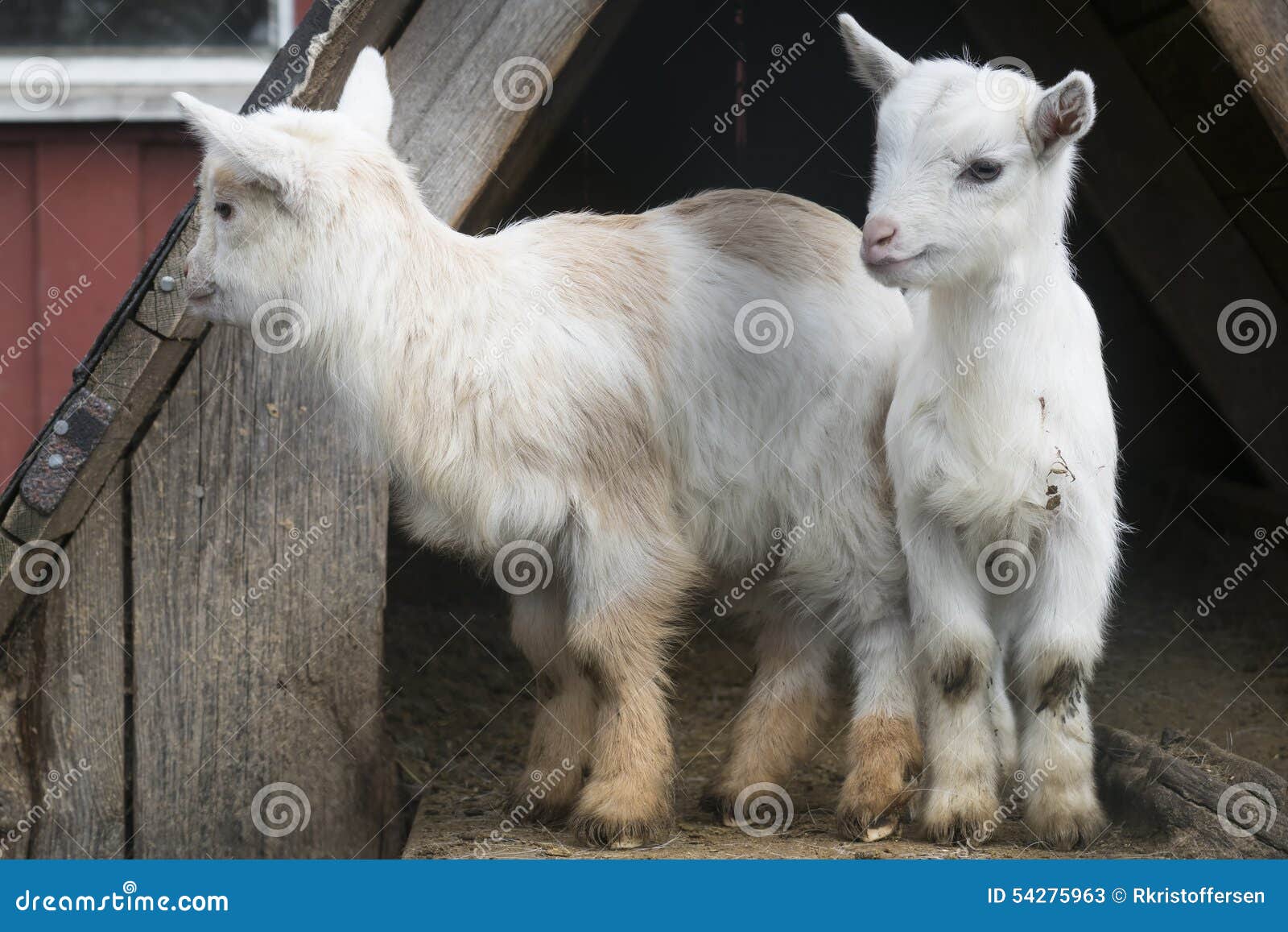 Two goatlings at a farm stock image. Image of animal - 54275963