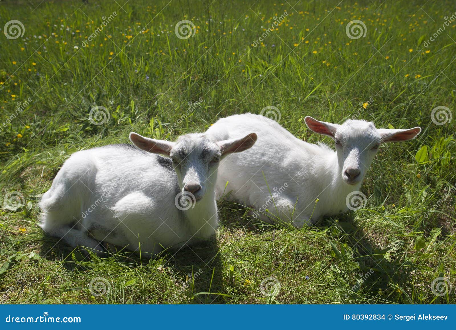 Two Goatlings Lying in the Grass. Stock Photo - Image of grassplot ...