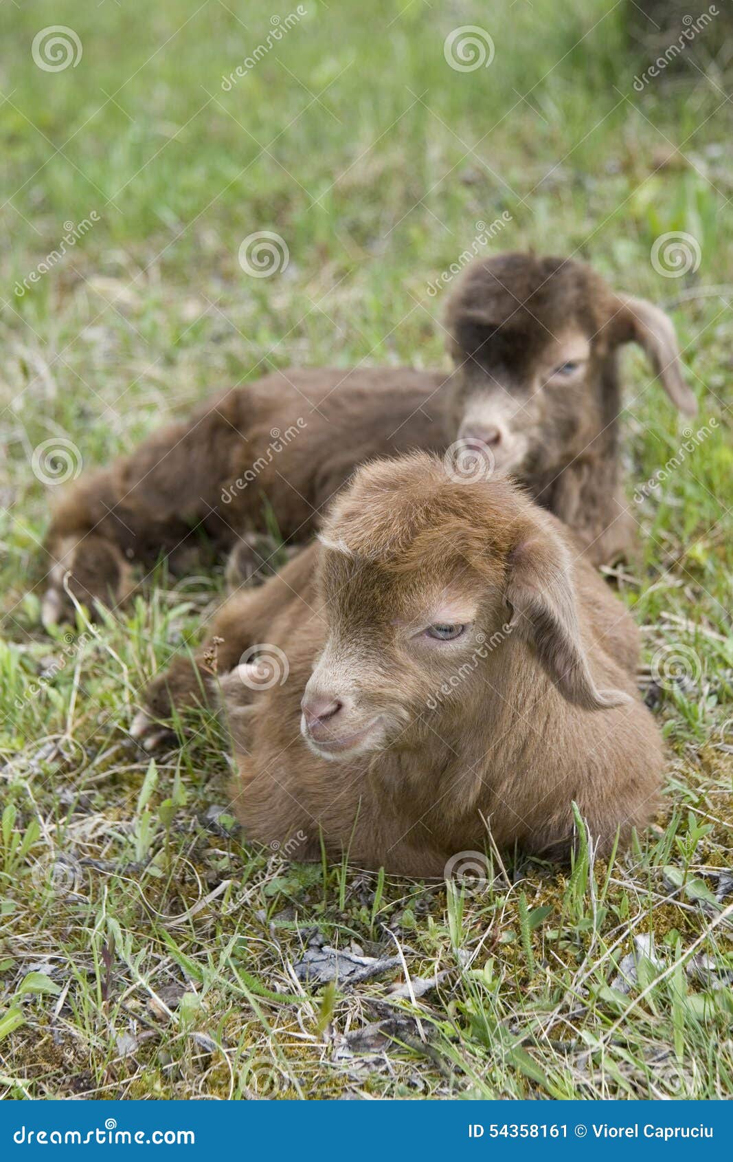 Two goatlings sitting stock image. Image of dear, sheep - 54358161