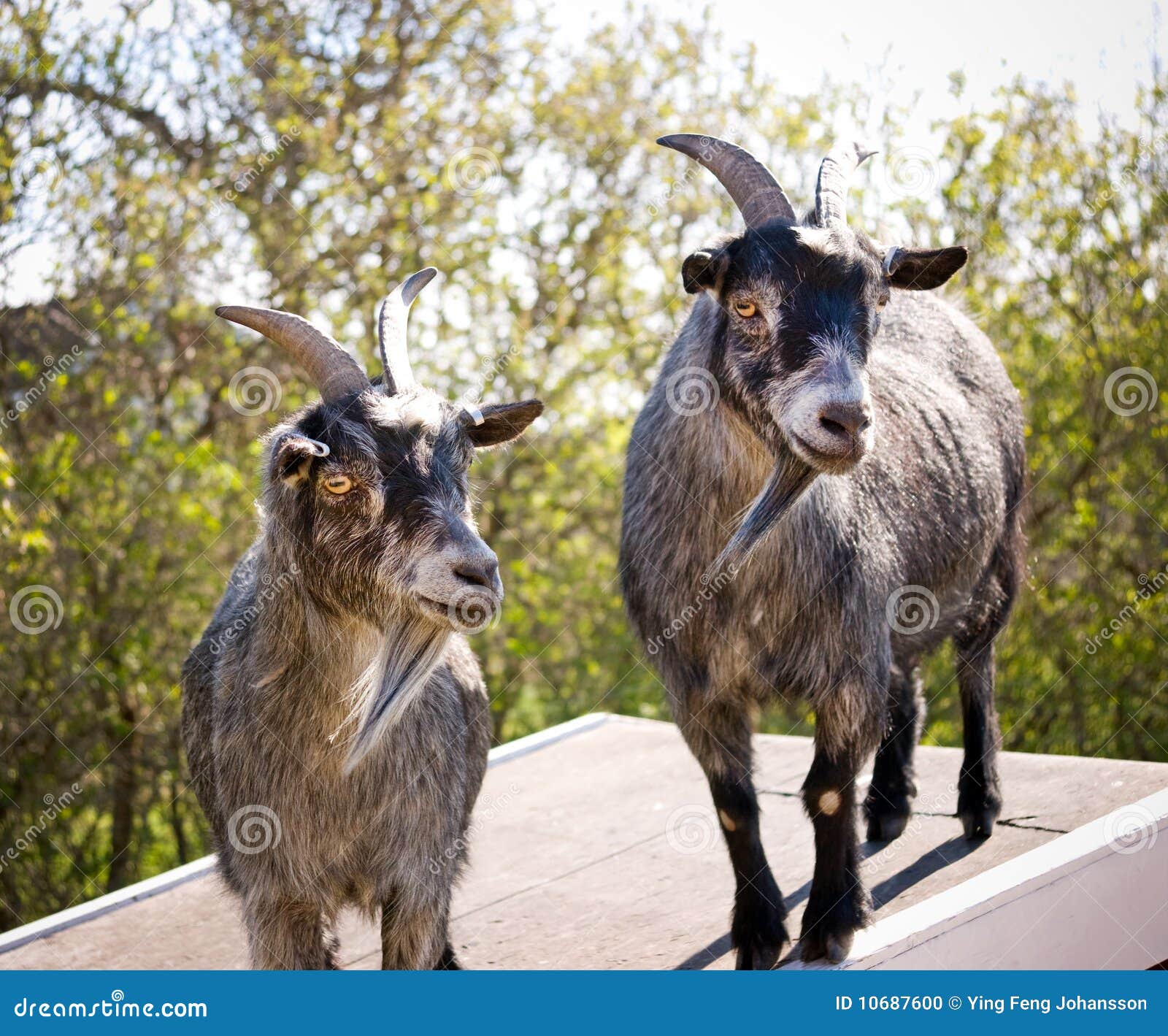 Two goats stock photo. Image of natural, country, outdoor - 10687600