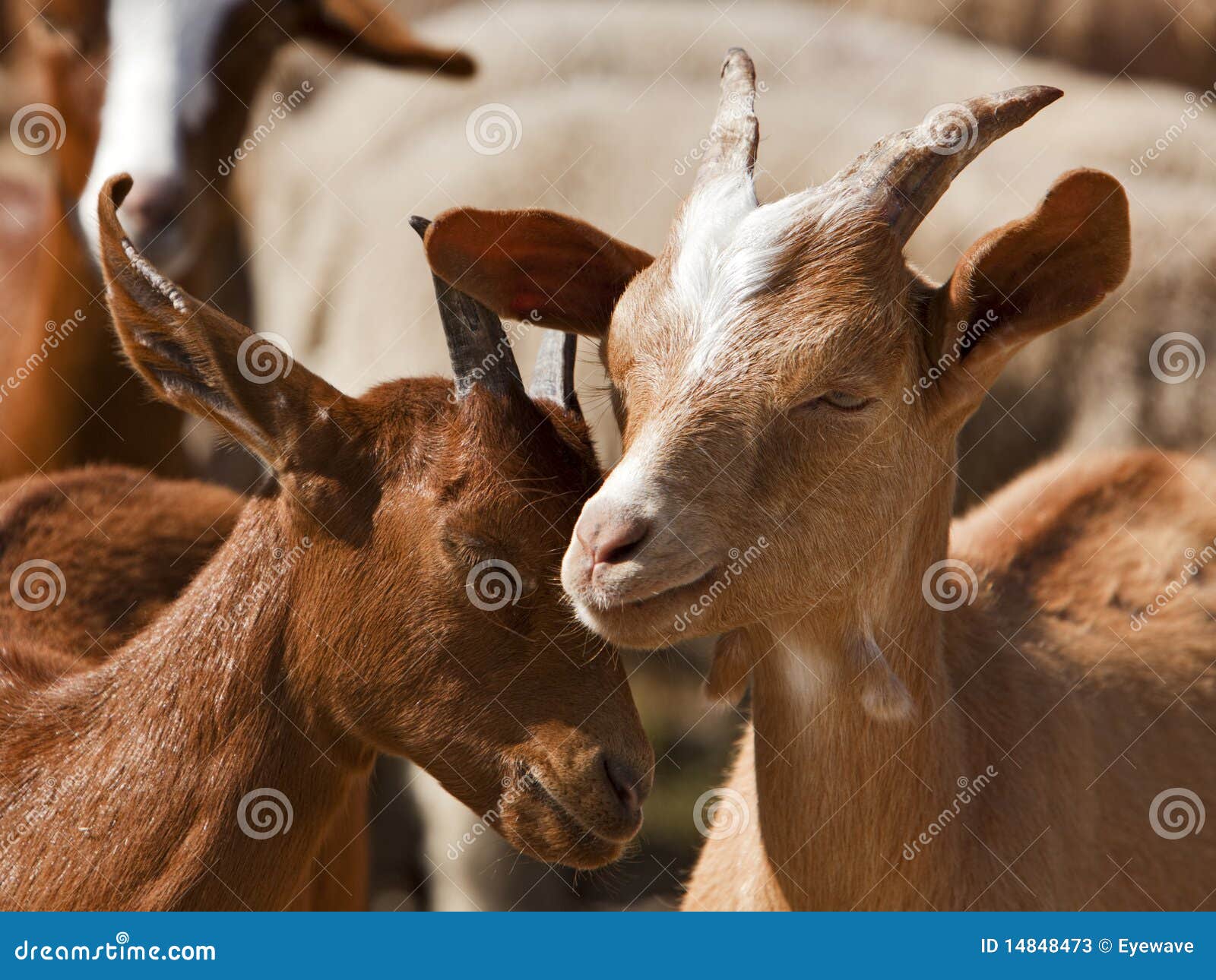 Two goats stock image. Image of head, farm, animal, goat - 14848473