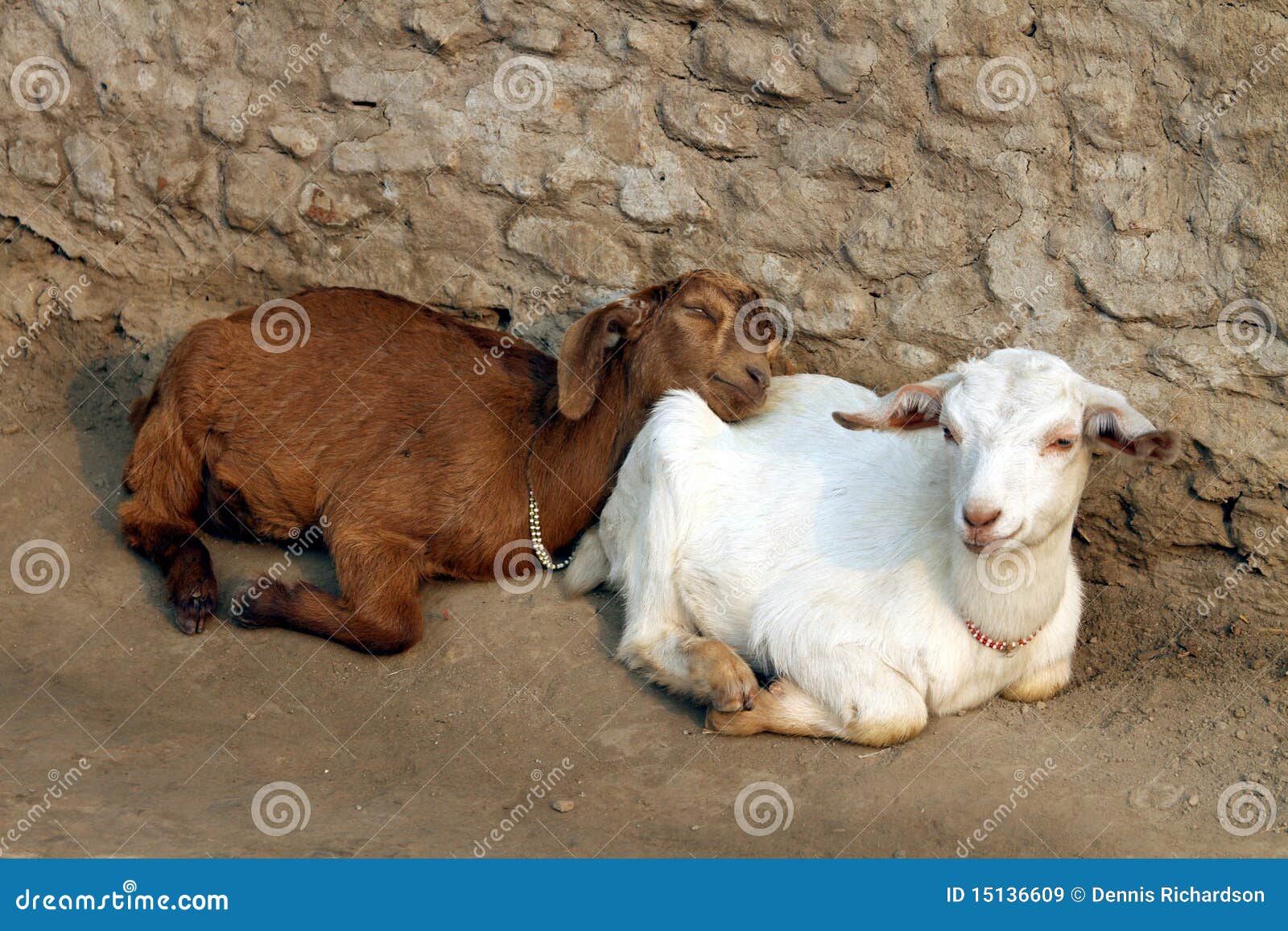 Two goats stock image. Image of india, farm, baby, cute - 15136609