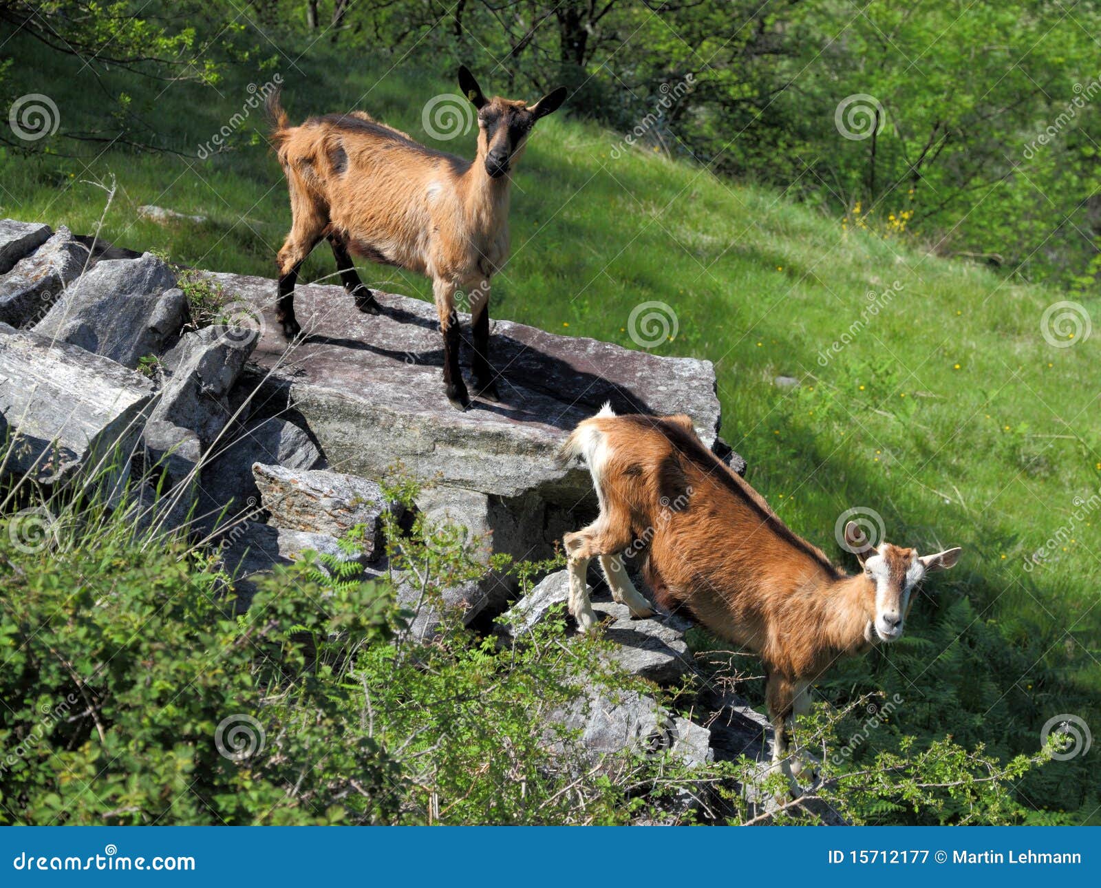 Two goats stock image. Image of nature, roam, outdoor - 15712177
