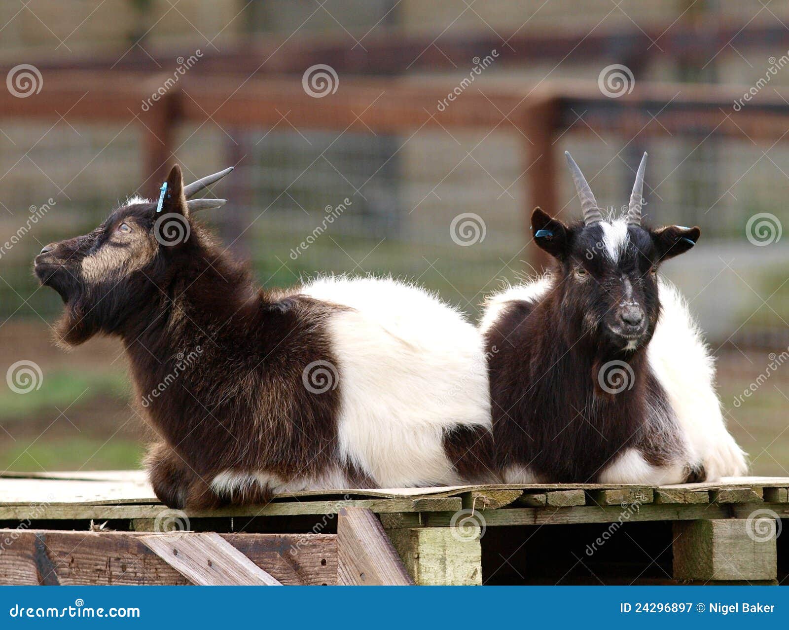 Two Goats stock image. Image of friends, brown, cute - 24296897