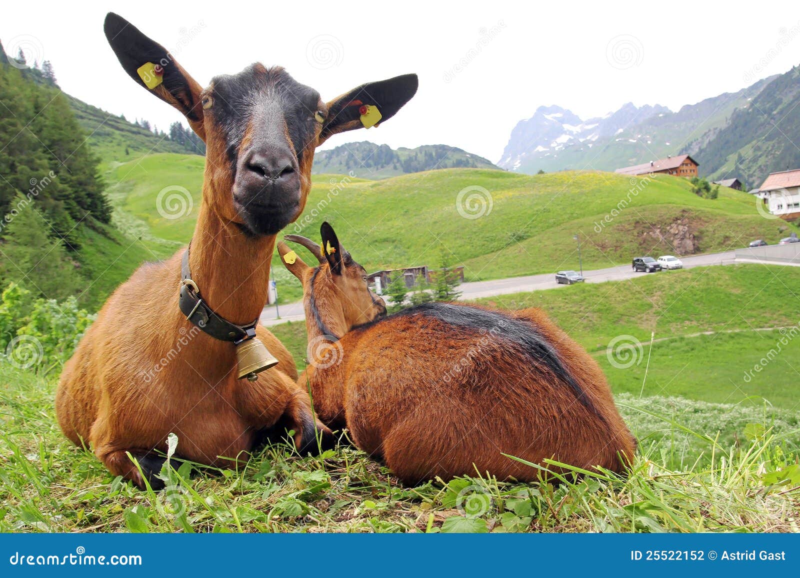 Two goats stock photo. Image of animal, black, agriculture - 25522152