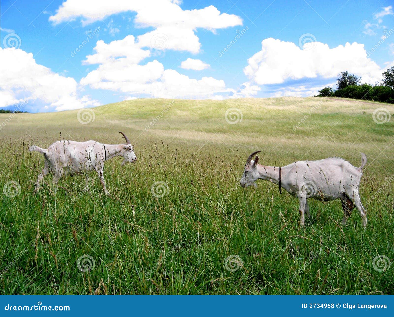 Two goats stock photo. Image of graze, plant, horn, meadow - 2734968