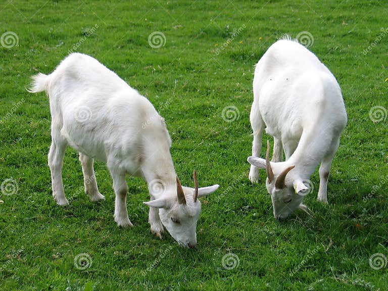Two goats stock image. Image of horns, farmyard, green - 290471