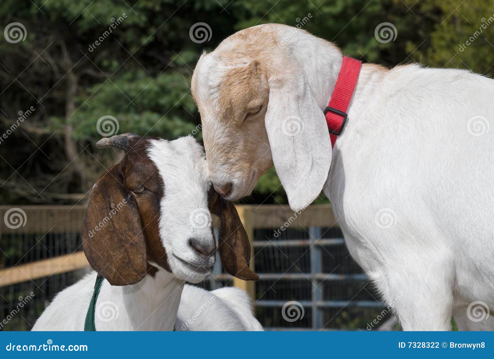 Two Goats stock photo. Image of brown, mammal, friendly - 7328322