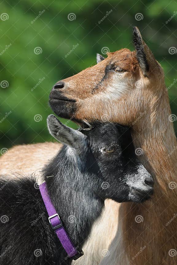 Two Goats stock photo. Image of goats, friends, black - 8608674