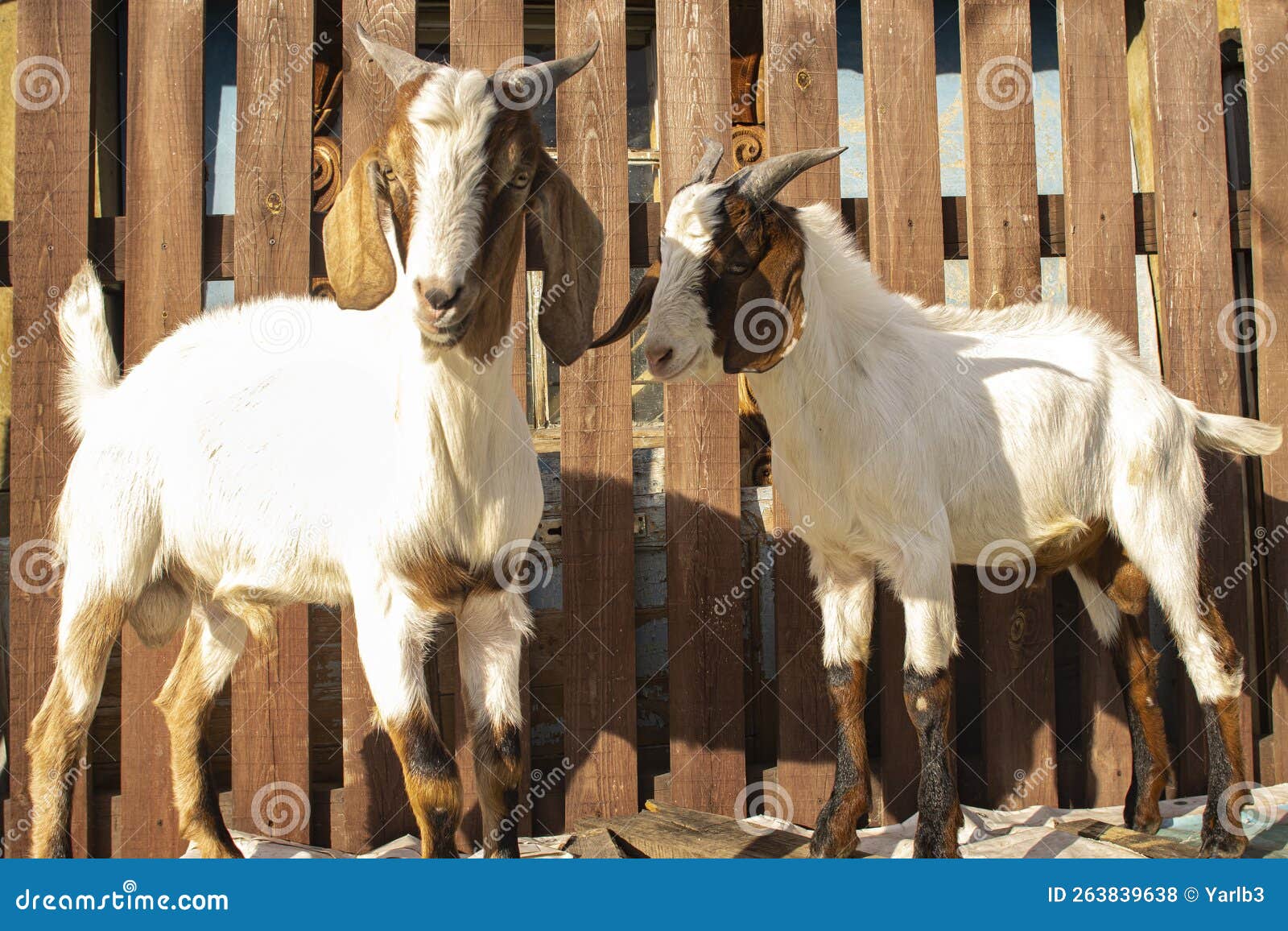 Two Goats Against the Backdrop of a Rustic Fence on a Sunny Day Stock ...