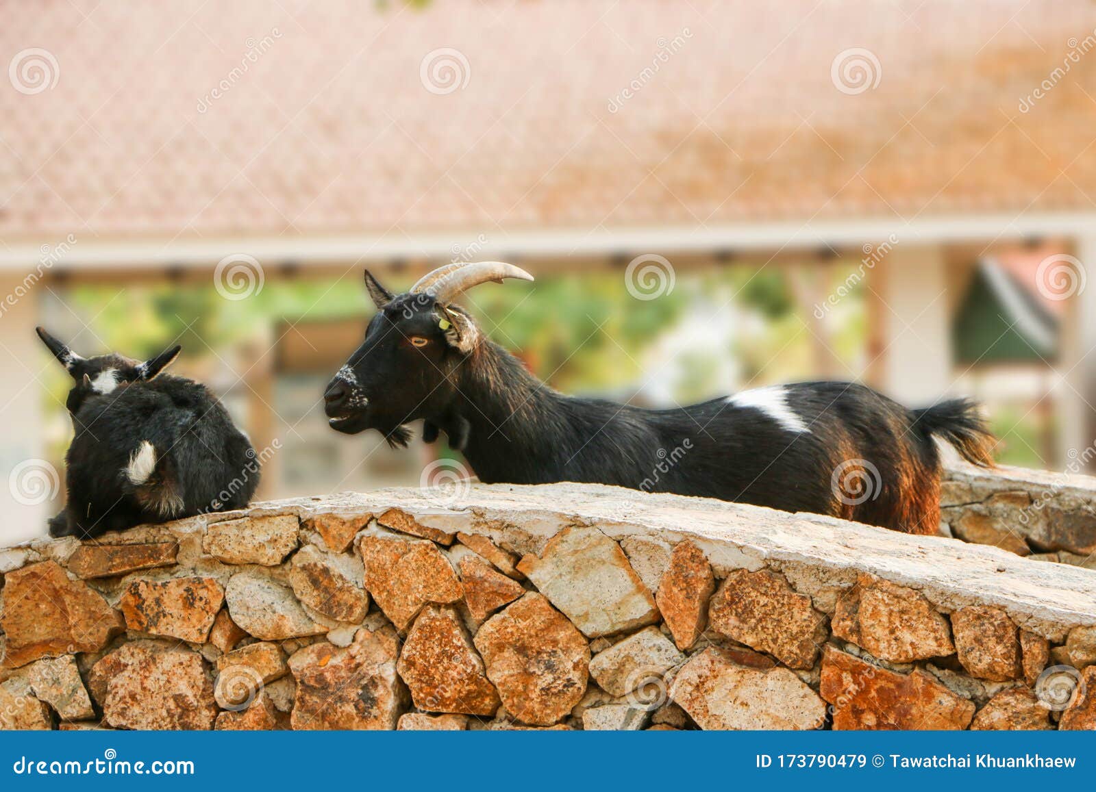 Goats On Bridge Royalty-Free Stock Photo | CartoonDealer.com #9492237