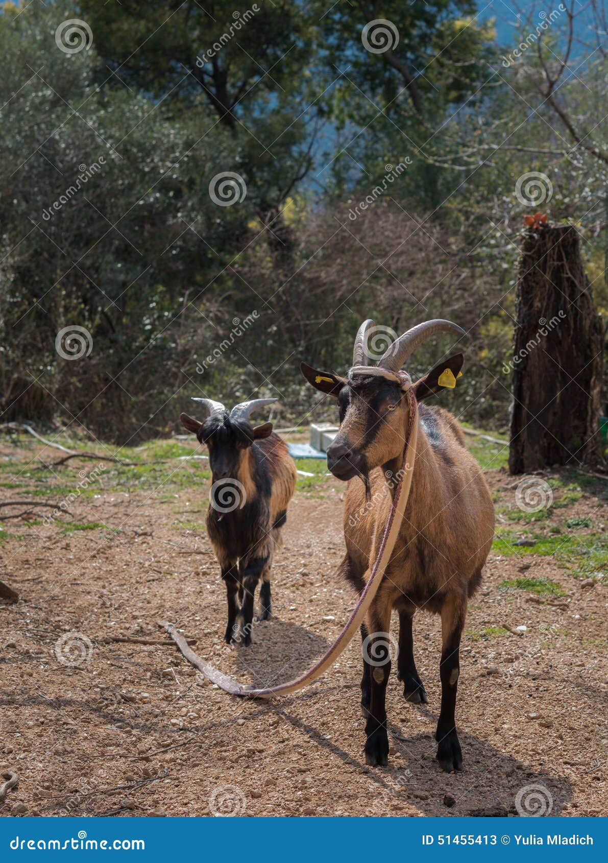Two goats stock image. Image of goats, shegoat, livestock - 51455413