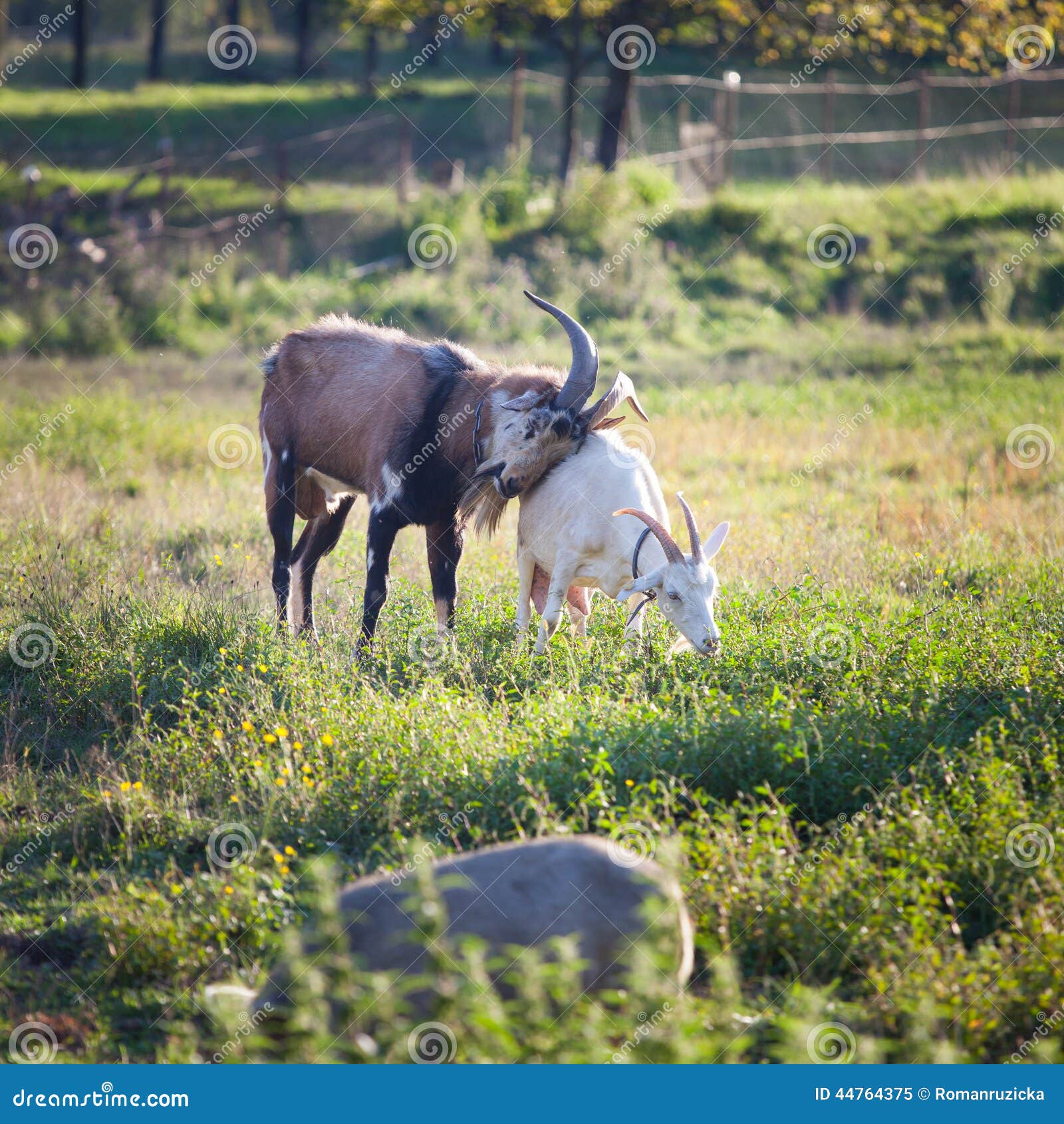 Two Goats Chewing a Grass on a Farmyard Stock Image - Image of ...