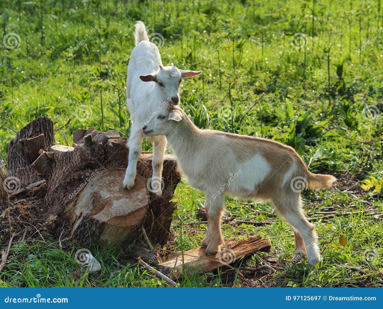 Two goats stock image. Image of standing, farm, pastor - 97125697