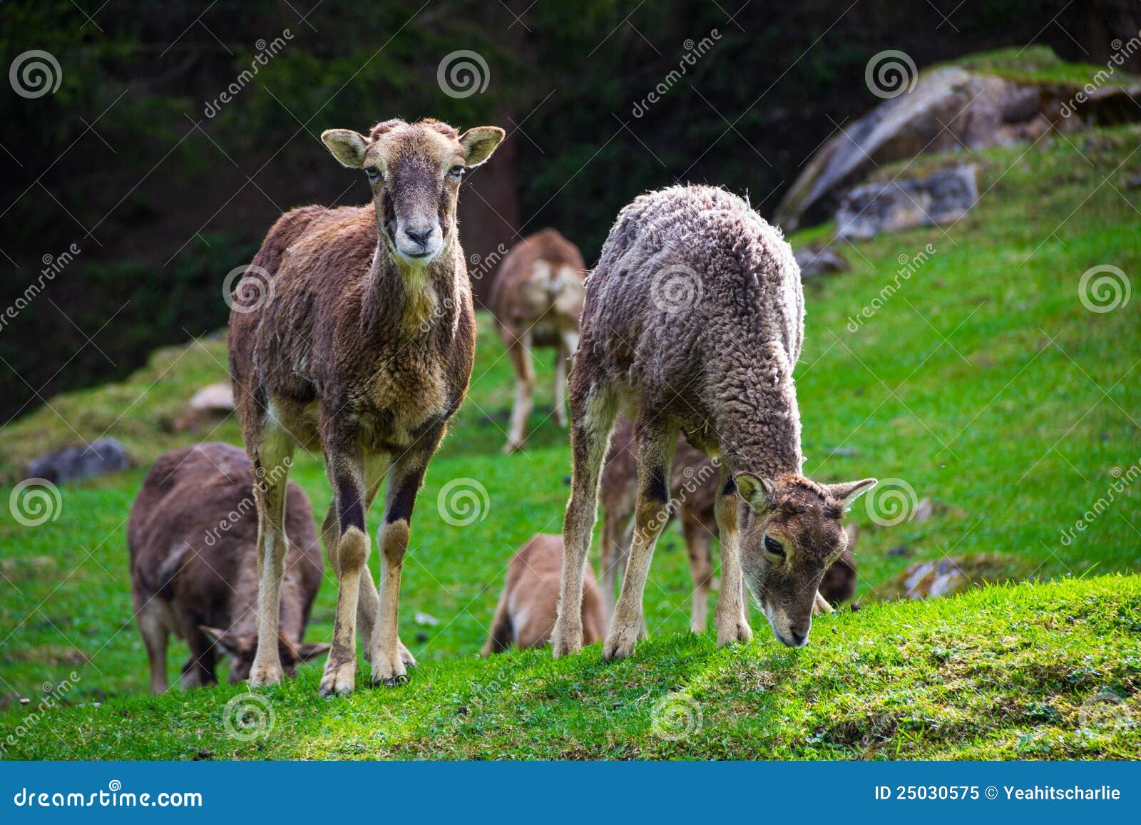 Two Goats Eating Grass and Staring at the Camera Stock Image - Image of ...
