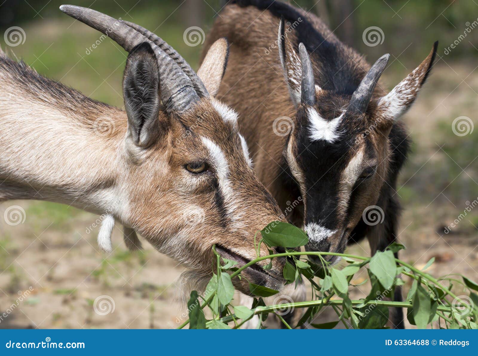 Two goats eating stock photo. Image of mammal, head, animal - 63364688