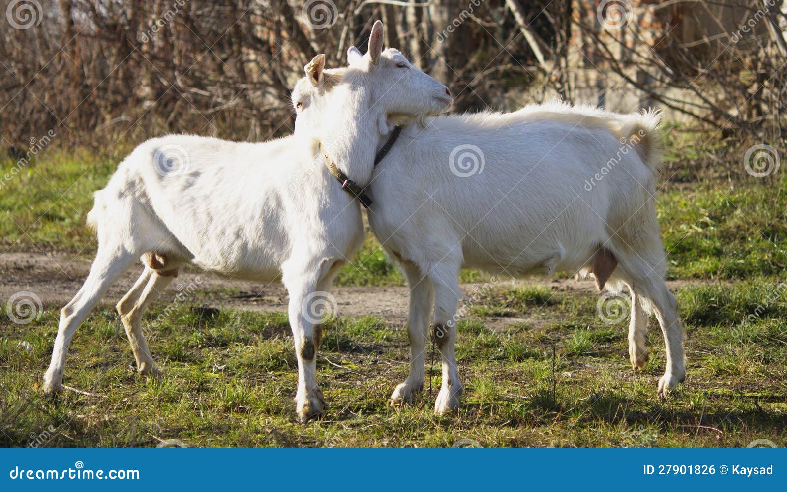 Two goats embracing stock photo. Image of grass, goats - 27901826