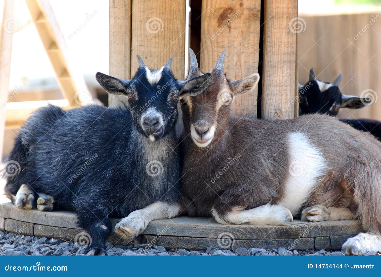 Two goats on farm stock photo. Image of together, america - 14754144