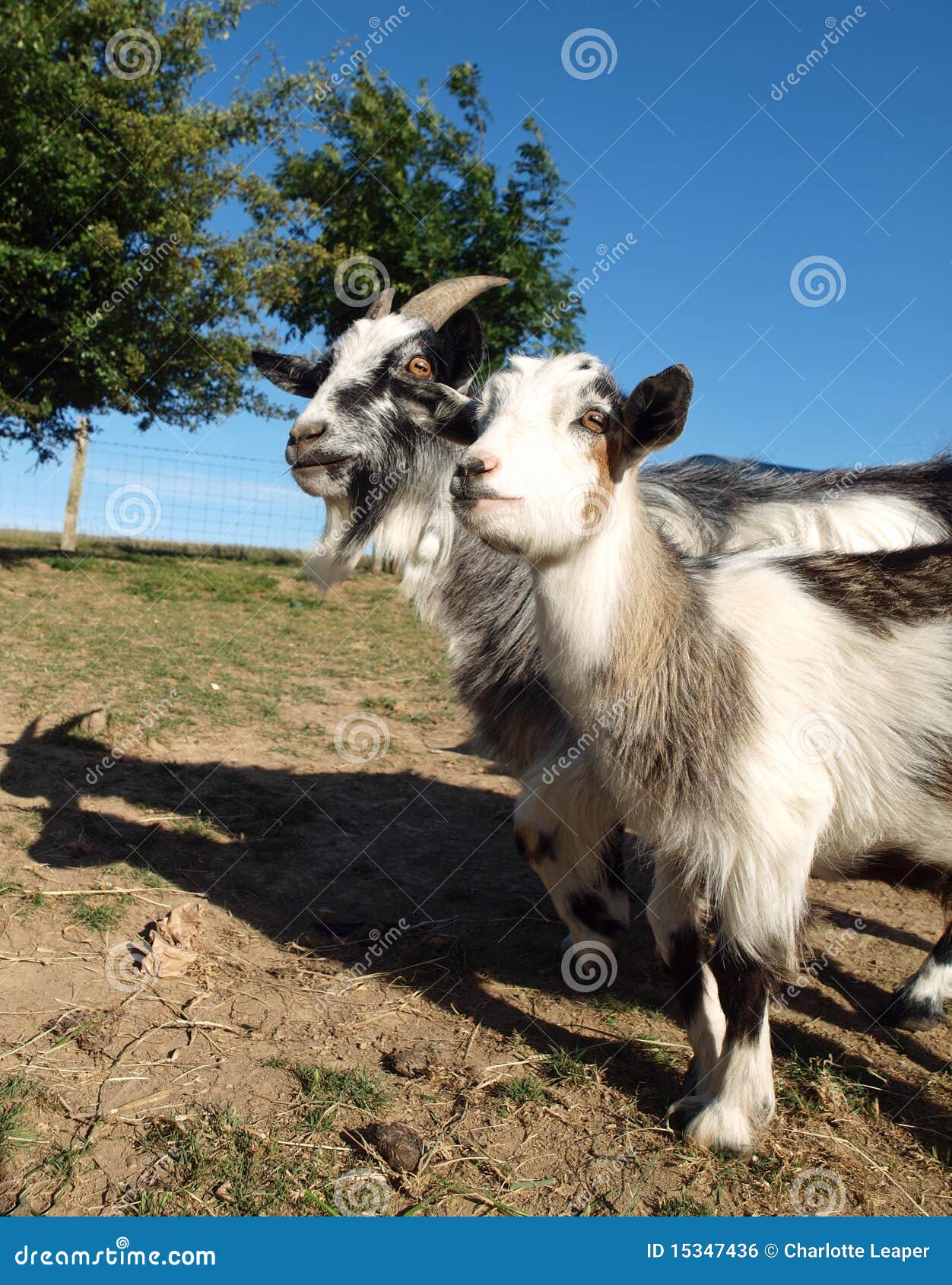 Two Goats on a Farm stock photo. Image of animal, farming - 15347436